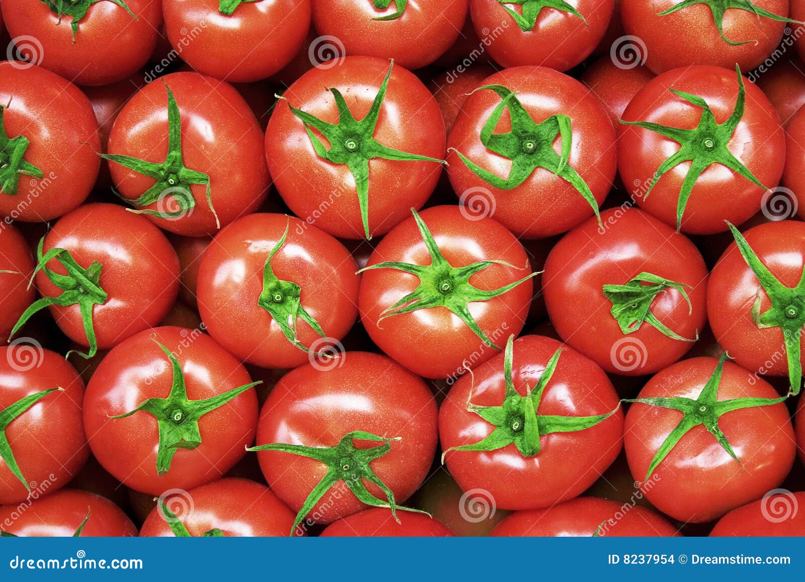 Tomatoes stock photo. Image of color, vegetarian, healthy - 8237954