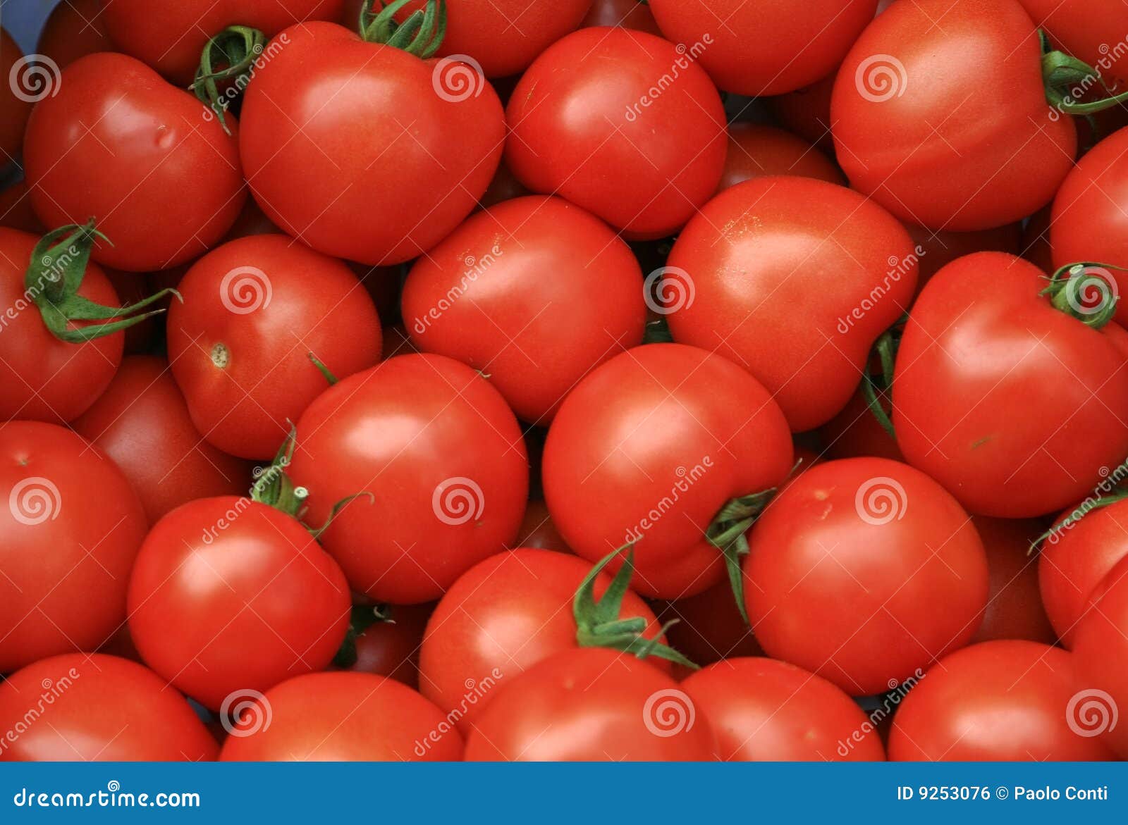 Tomatoes stock photo. Image of food, meal, close, farmer - 9253076