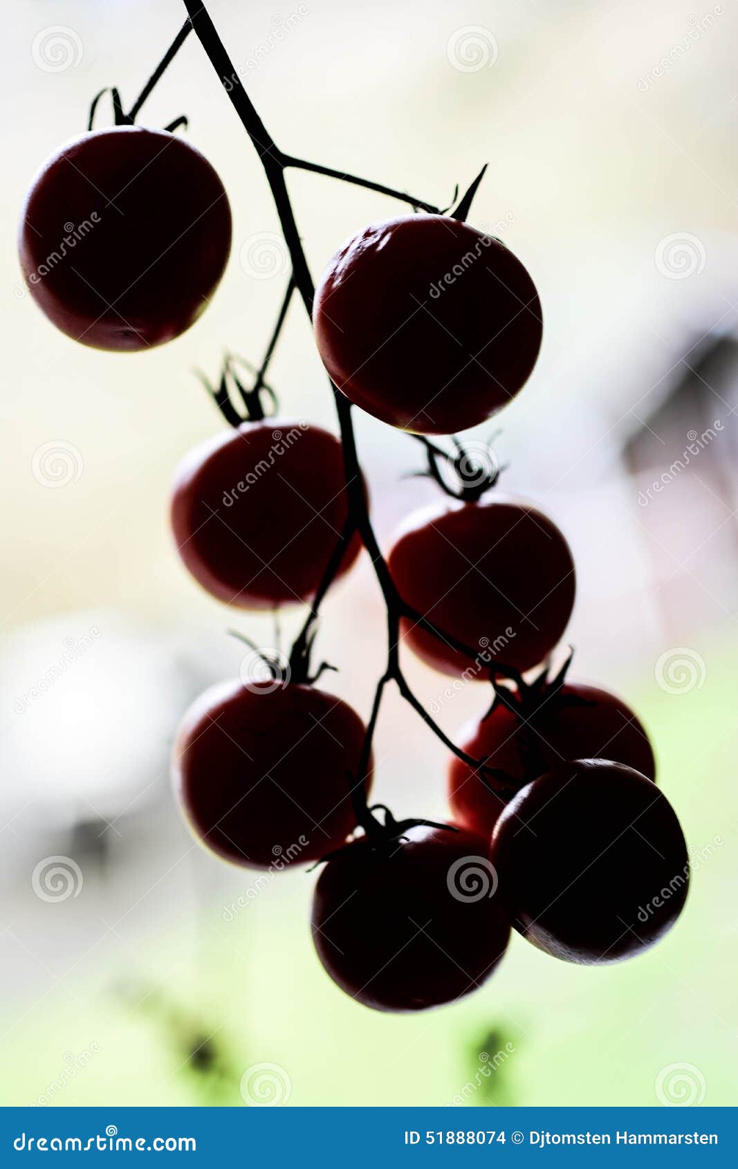 Tomatoes stock photo. Image of backgrounds, delicious - 51888074