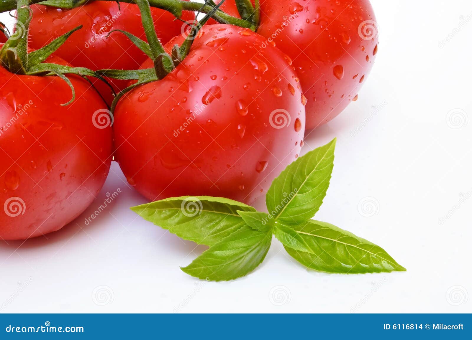 Tomatoes and basil stock photo. Image of healthy, tomatoes - 6116814