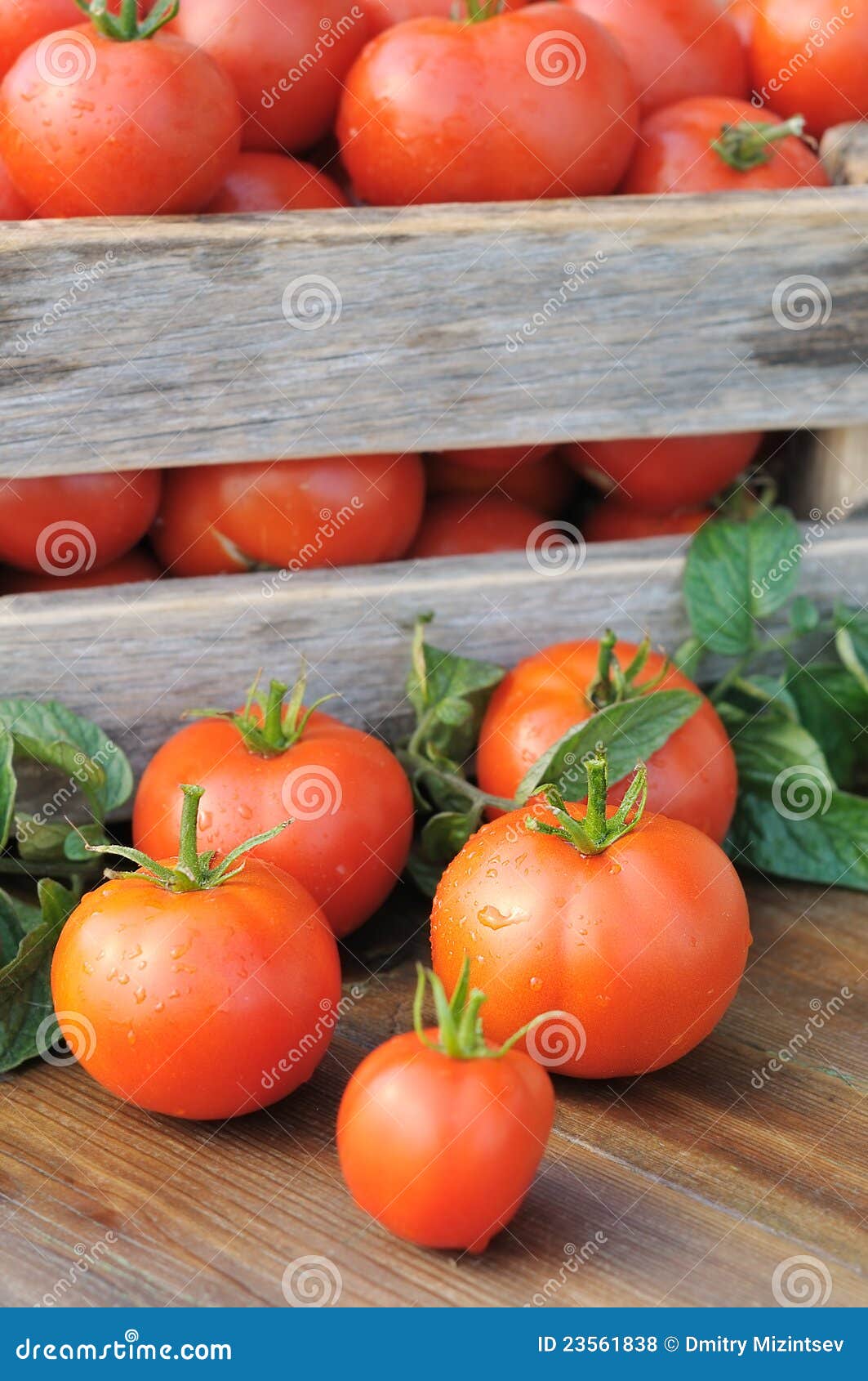 Tomatoes in a box. stock photo. Image of vegetables, container - 23561838