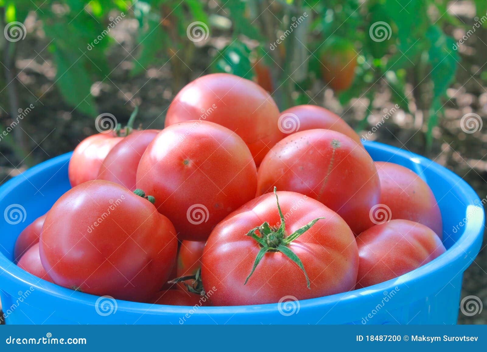 Tomatoes in a bucket stock photo. Image of outdoors, crop - 18487200