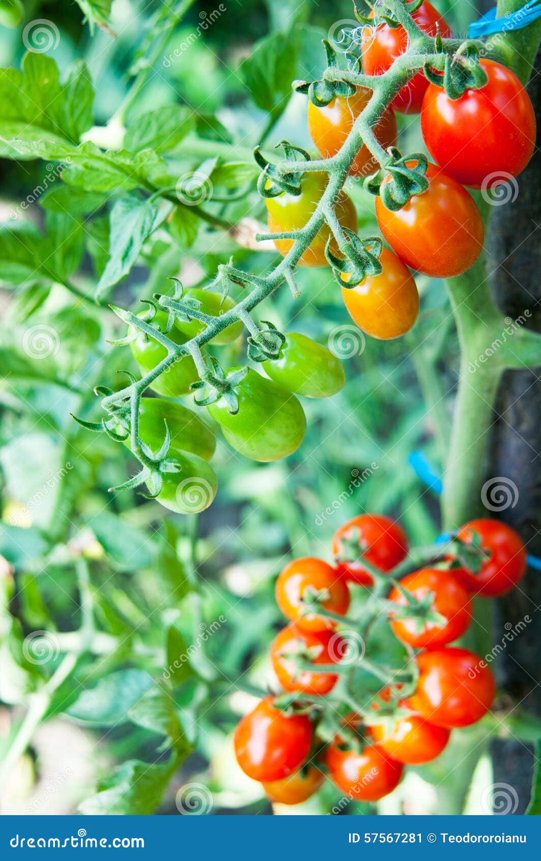 Tomatoes bunch stock image. Image of gardening, grow - 57567281
