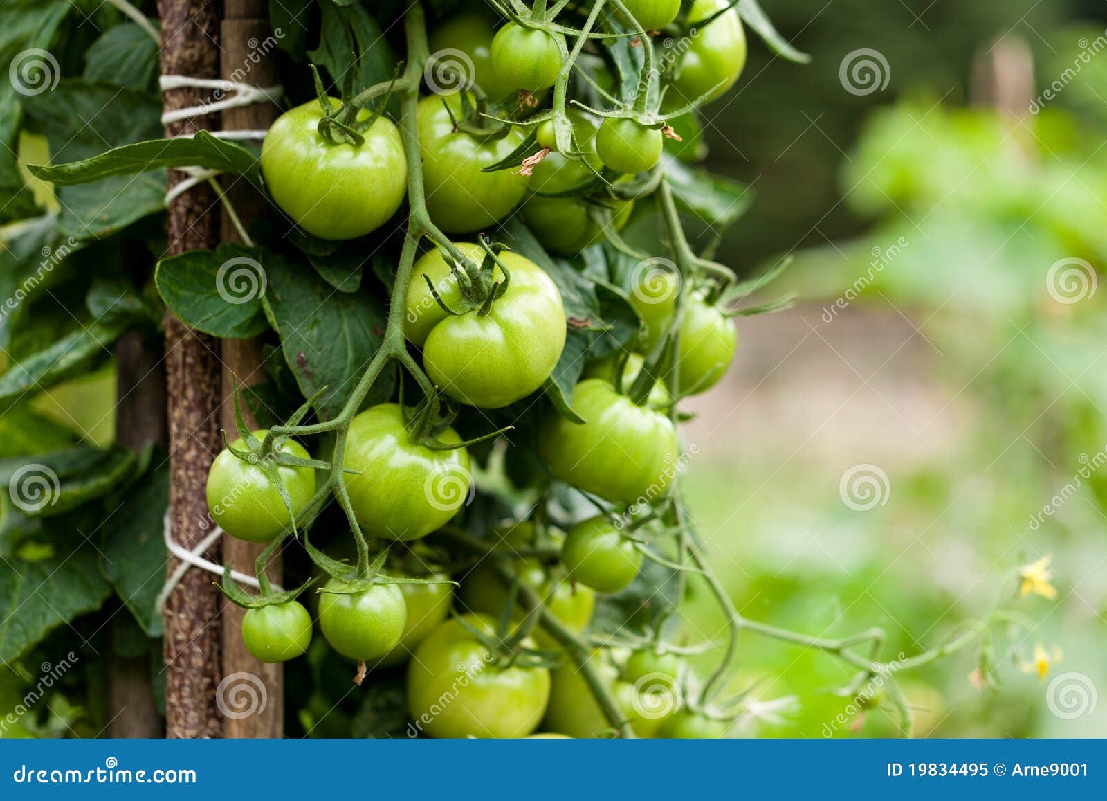 Tomatoes - bush stock image. Image of seasonal, green - 19834495
