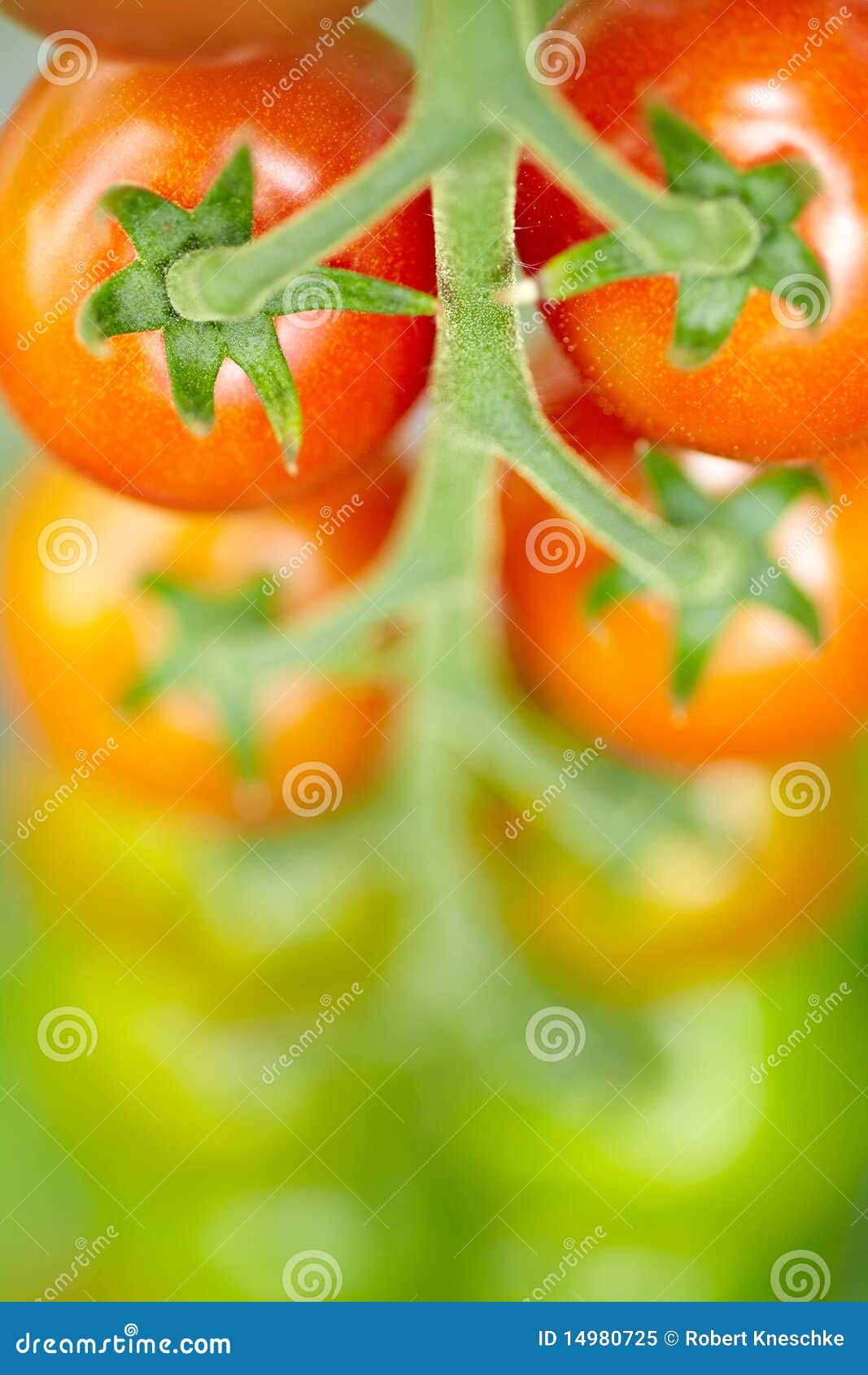 Tomatoes colors stock image. Image of tomato, tomatoes - 14980725