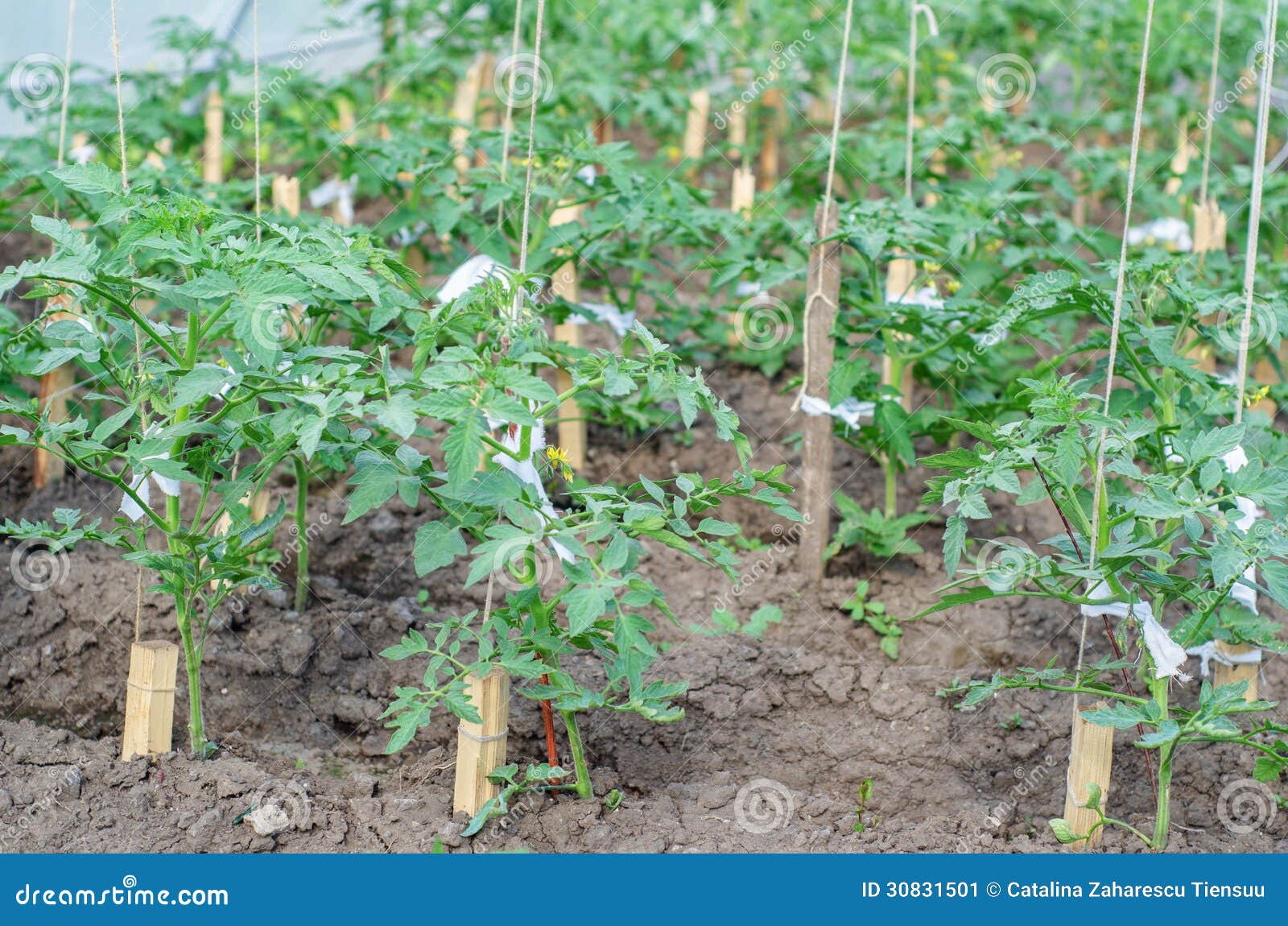 Tomatoes crop stock image. Image of greenhouse, crop - 30831501