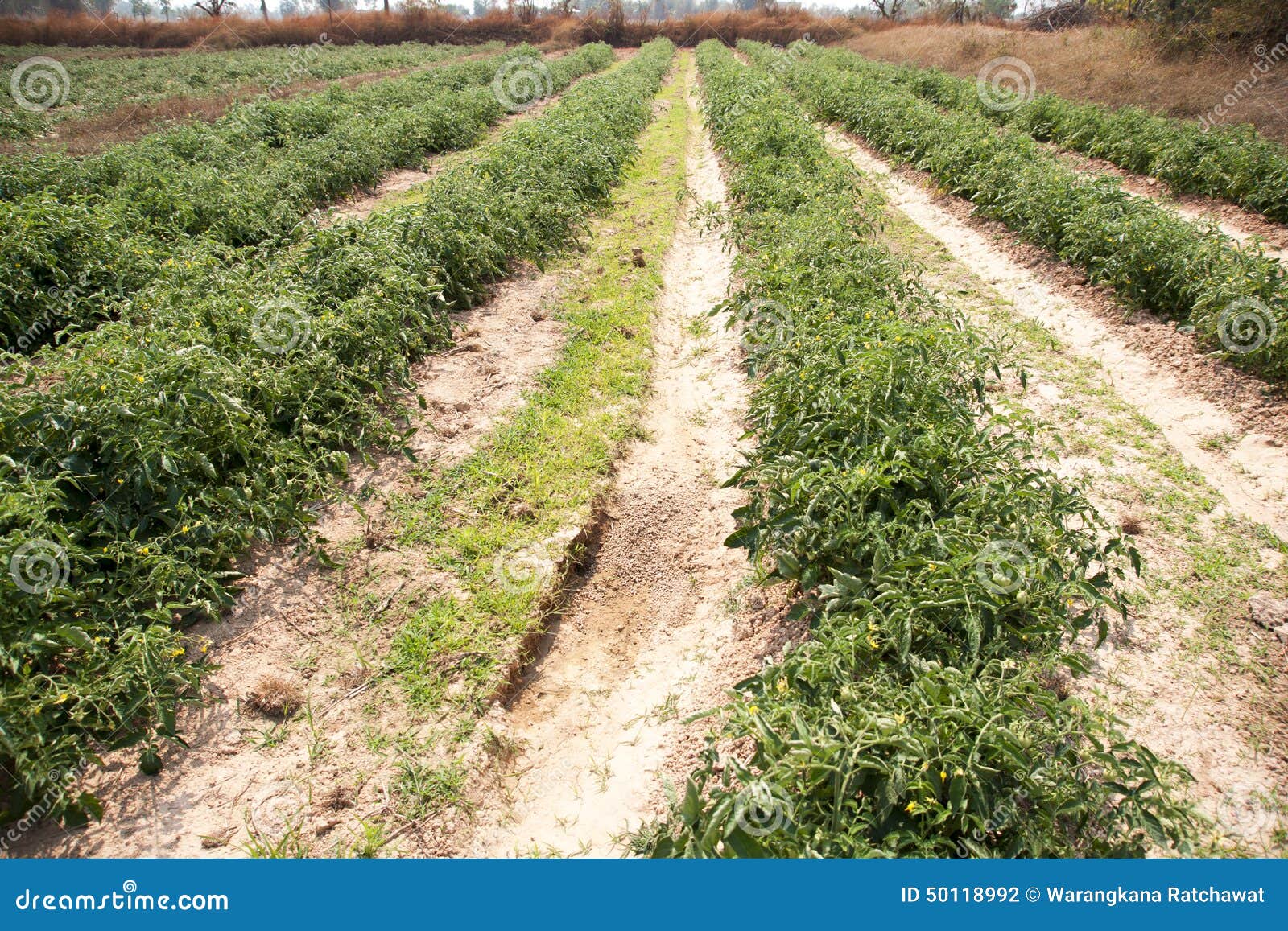 Tomatoes farm stock photo. Image of greenhouse, garden - 50118992