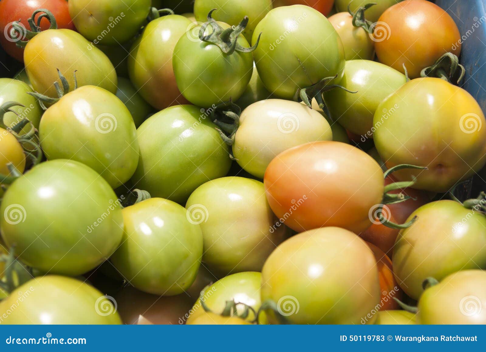 Tomatoes farm stock image. Image of food, greenhouse - 50119783