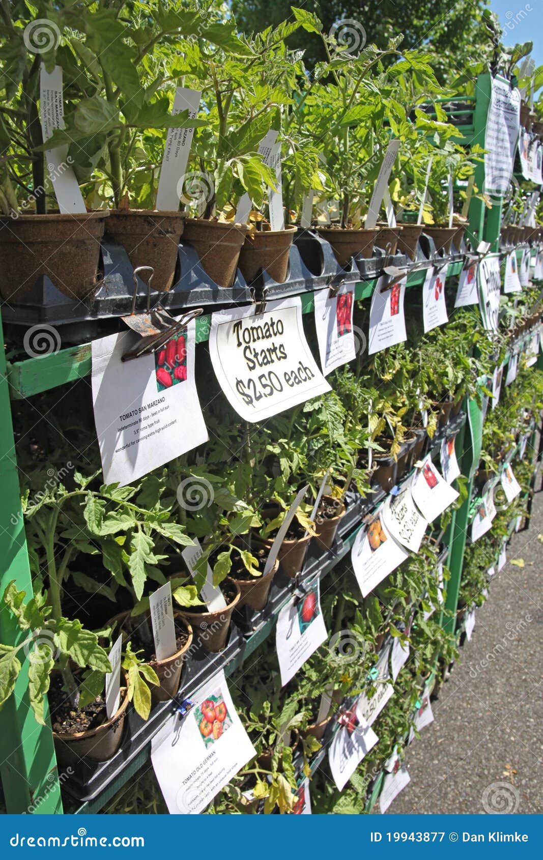 Tomatoes in Farmers Market stock image. Image of botanical - 19943877