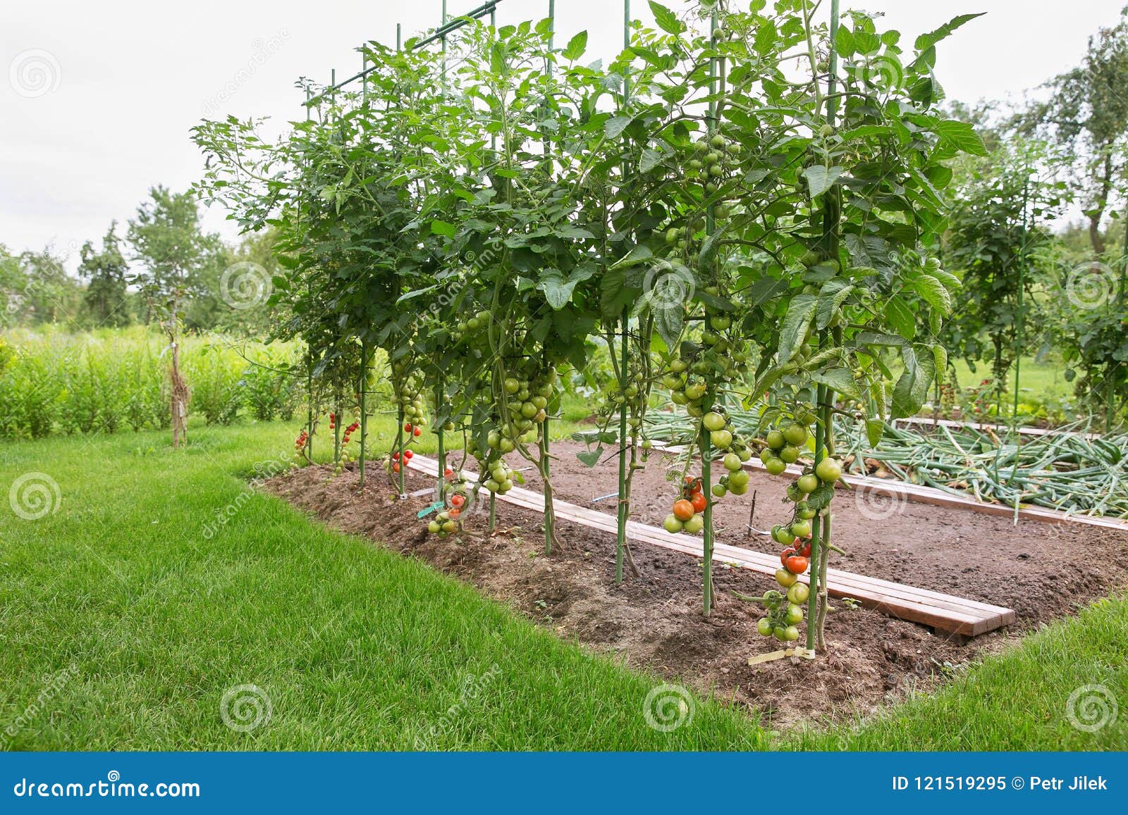 Tomatoes in the field stock image. Image of cherry, farm - 121519295