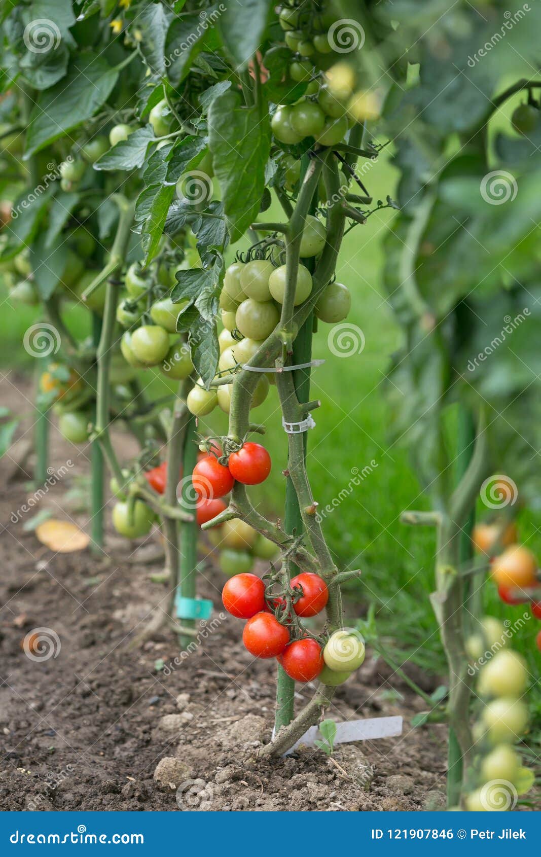 Tomatoes in the field stock photo. Image of nature, plant - 121907846