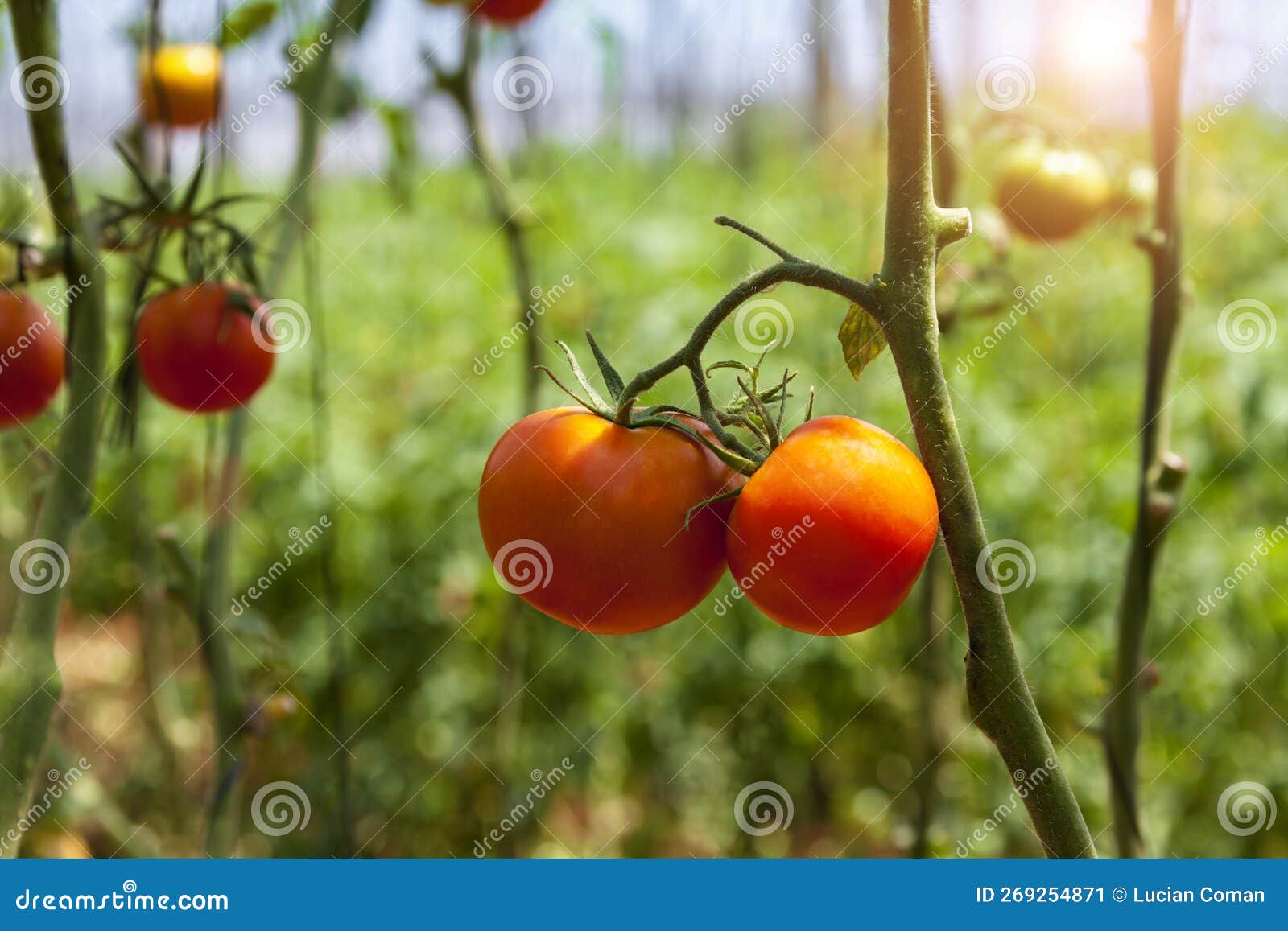 Tomatoes in the field stock image. Image of sunset, plant - 269254871