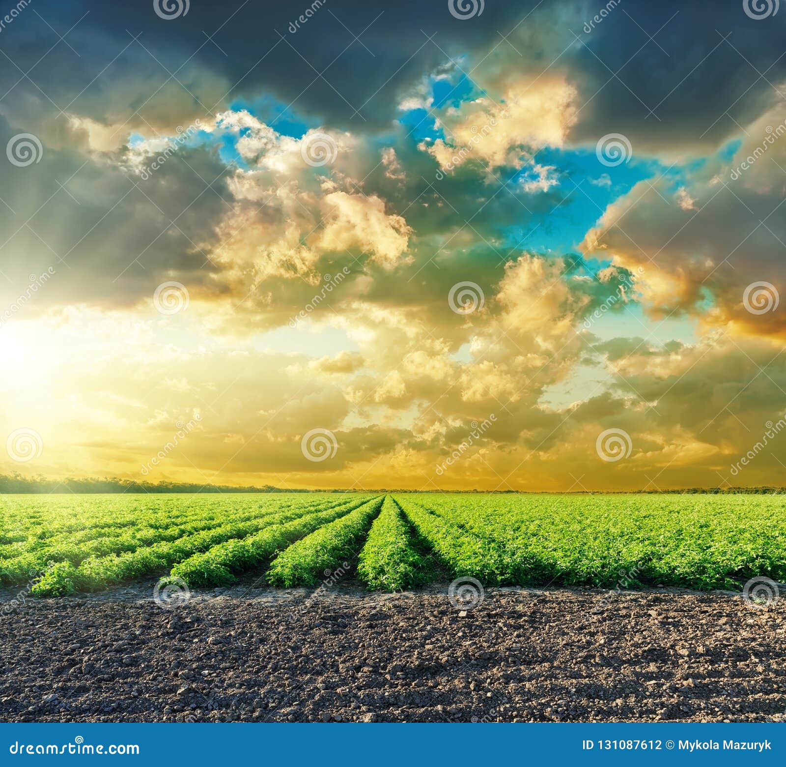 Tomatoes Field and Sunset in Dramatic Clouds Stock Photo - Image of ...