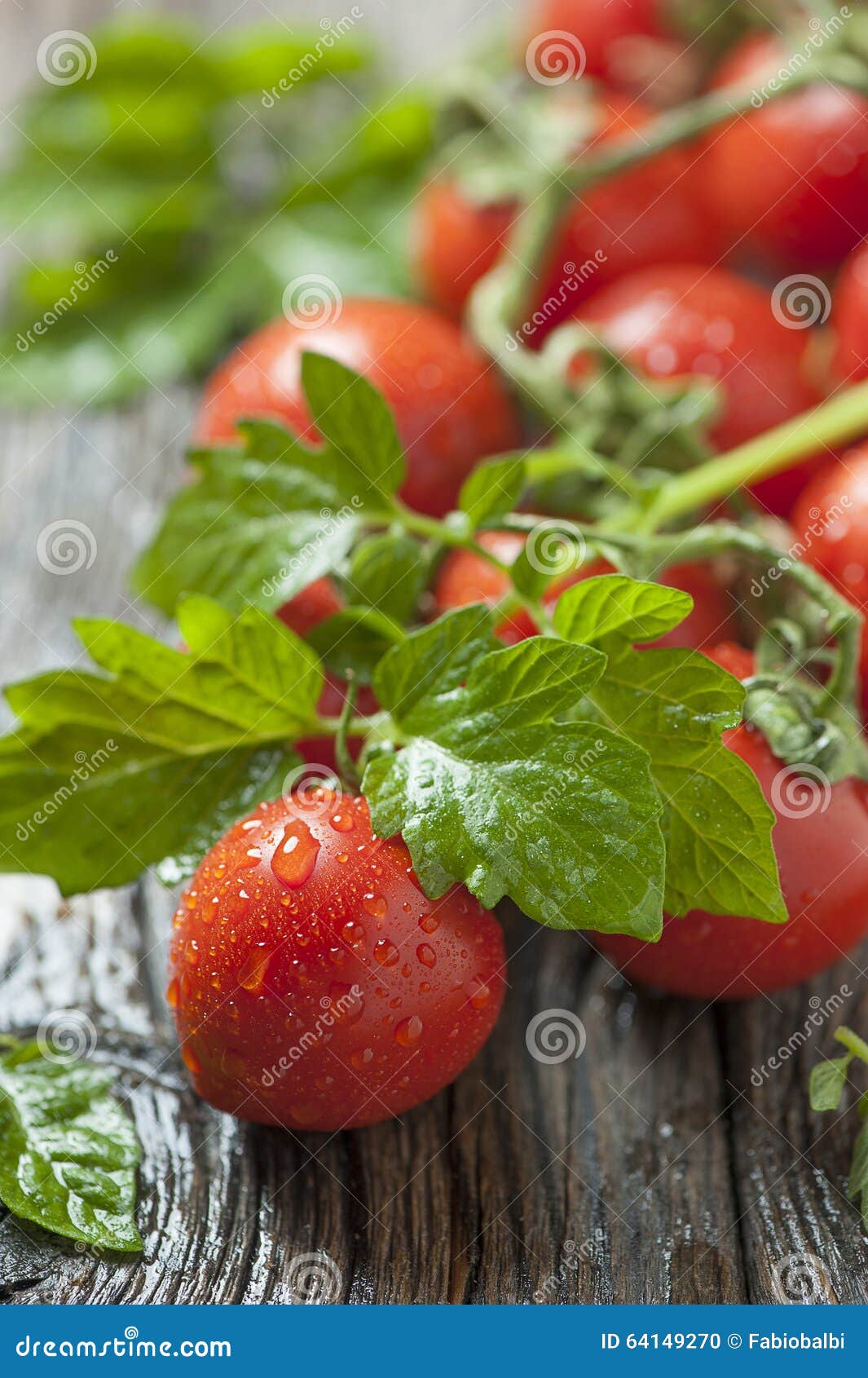 Tomatoes stock photo. Image of fruits, stems, vitamins - 64149270 Tomatoes stock photo. Image of fruits, stems, vitamins - 64149270
