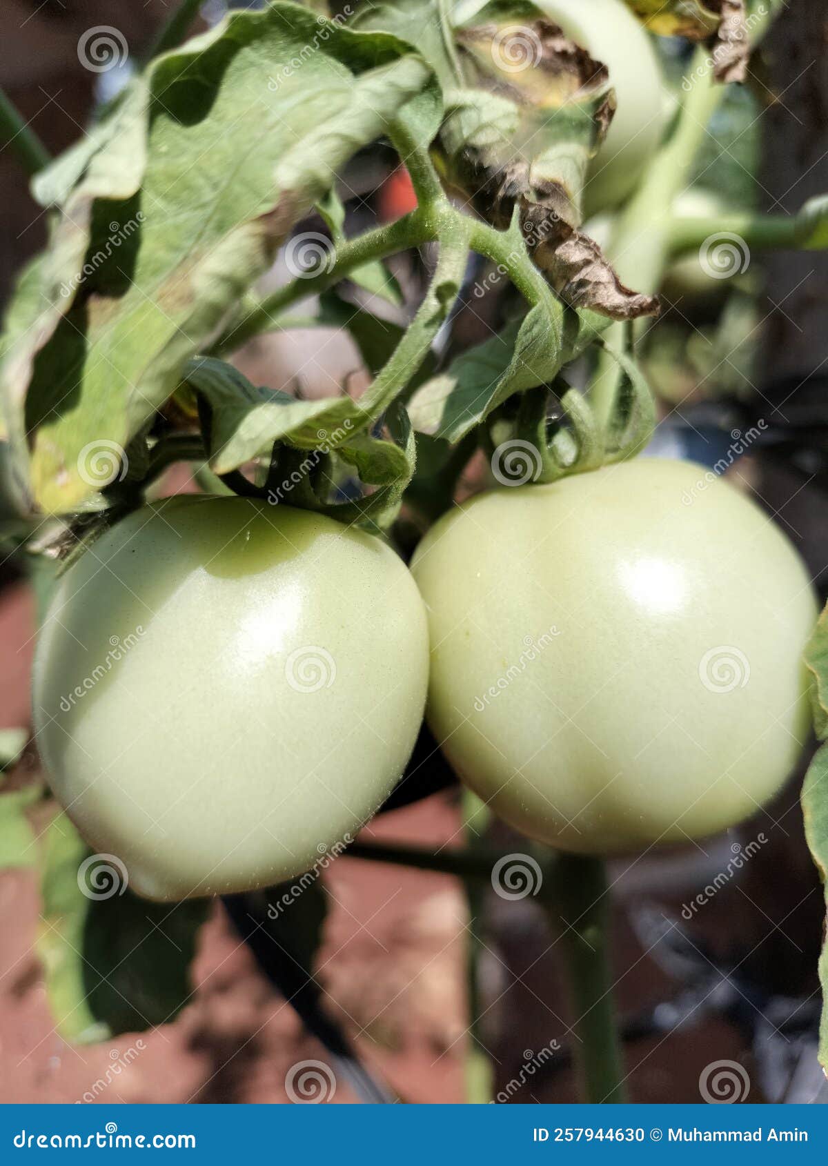 Tomatoes fruit leave zoom stock photo. Image of leave - 257944630