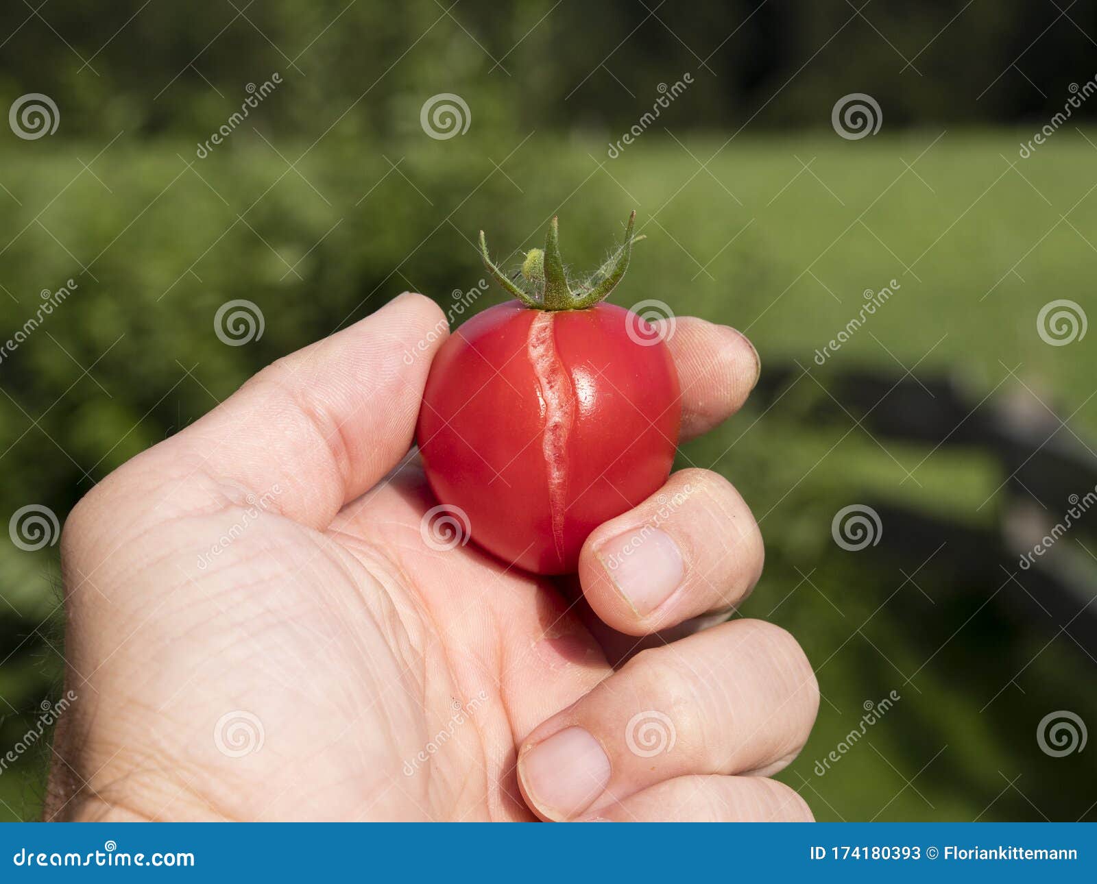 Tomatoes - Fruit Splitting and Cracking Stock Image - Image of fungi ...