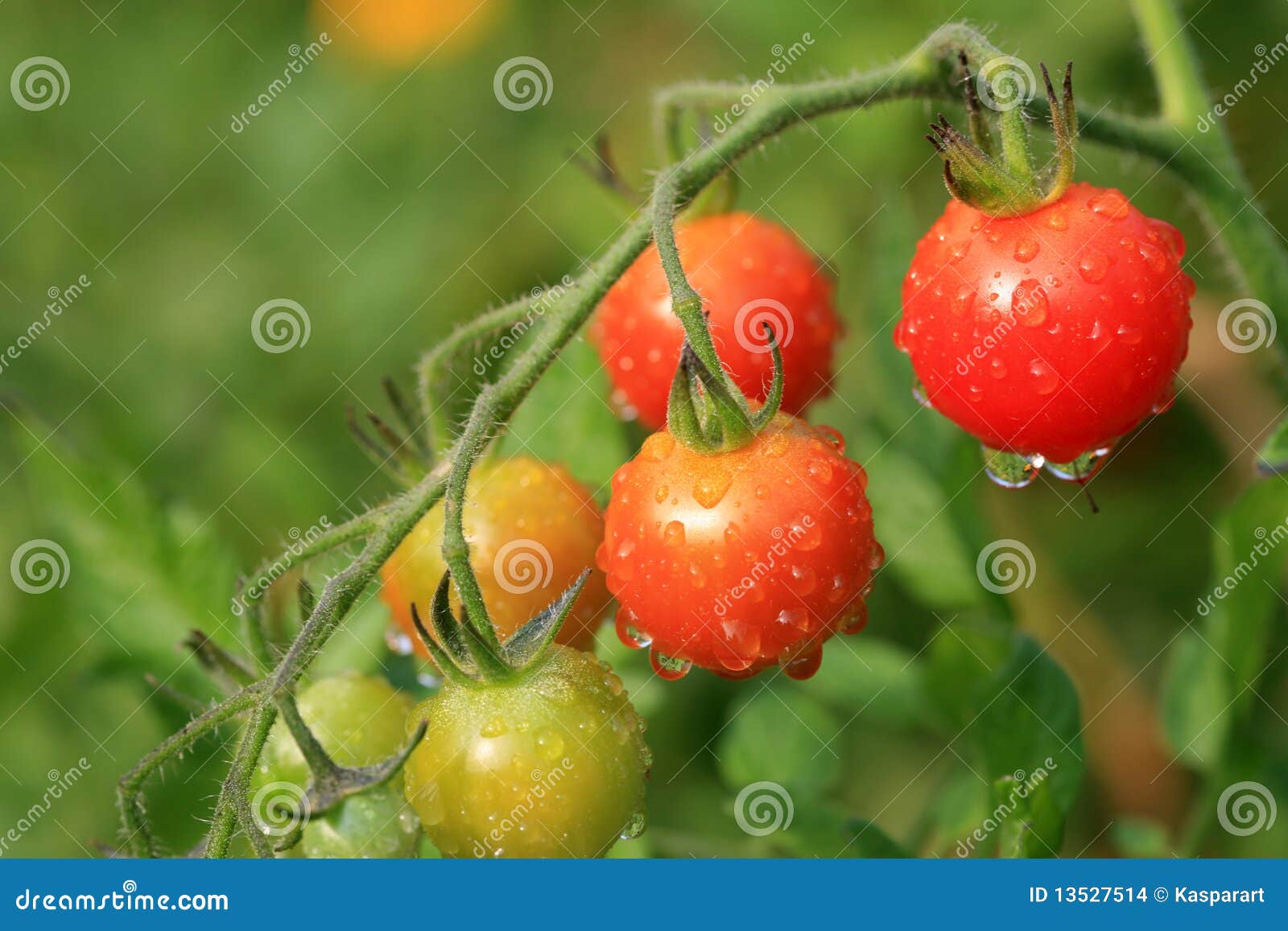 Tomatoes in the garden stock photo. Image of space, nutrition - 13527514