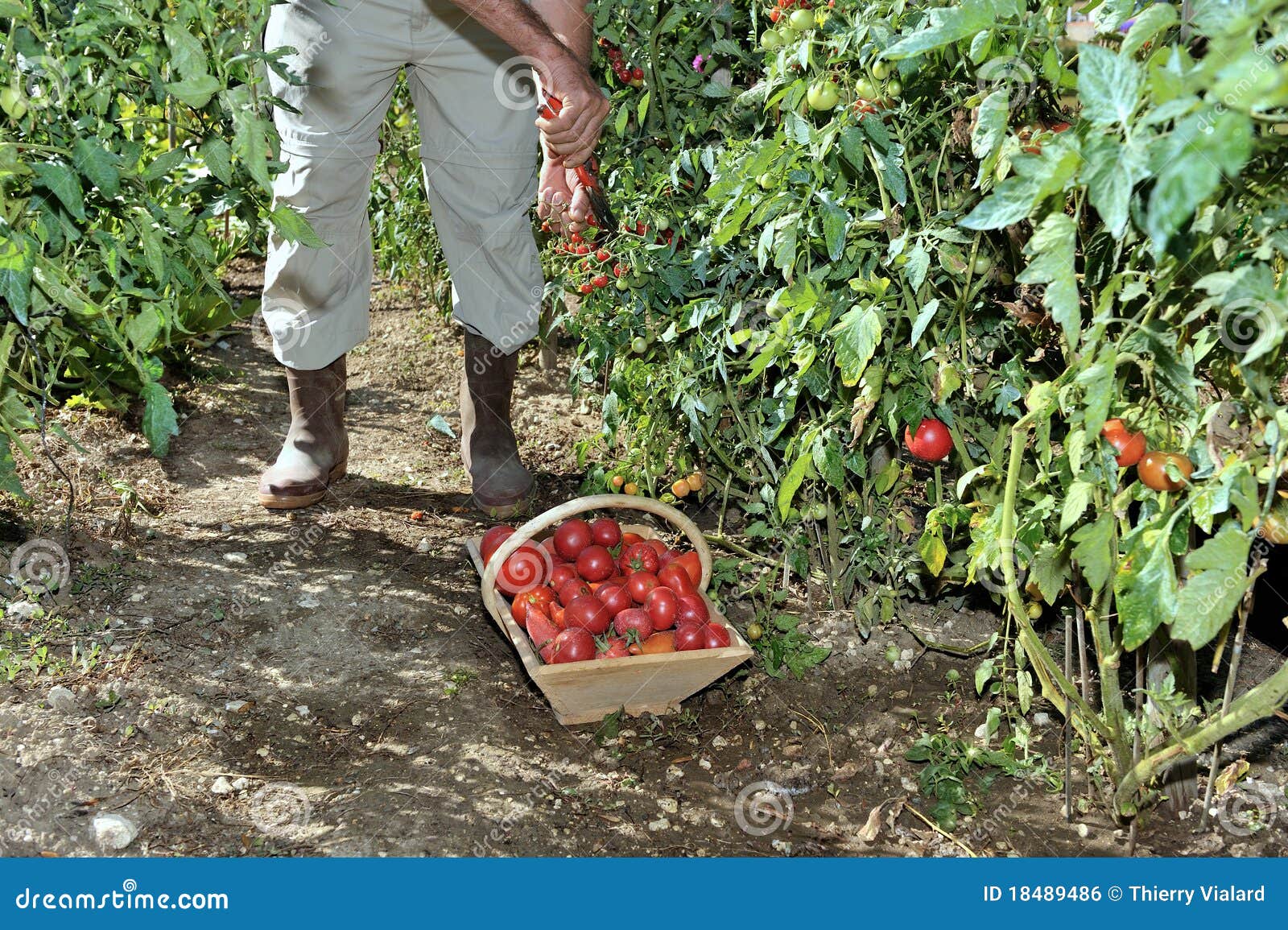 Tomatoes garden four stock photo. Image of plant, nature - 18489486