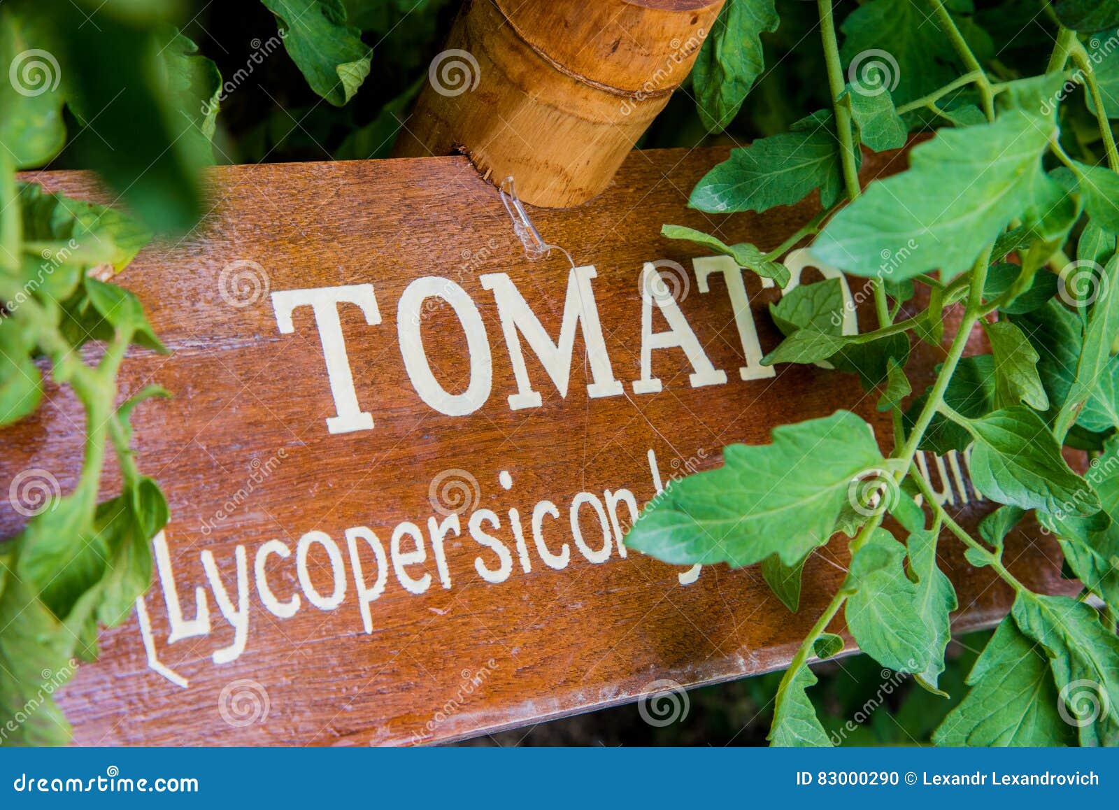 Tomatoes in the garden stock photo. Image of floret, basil - 83000290