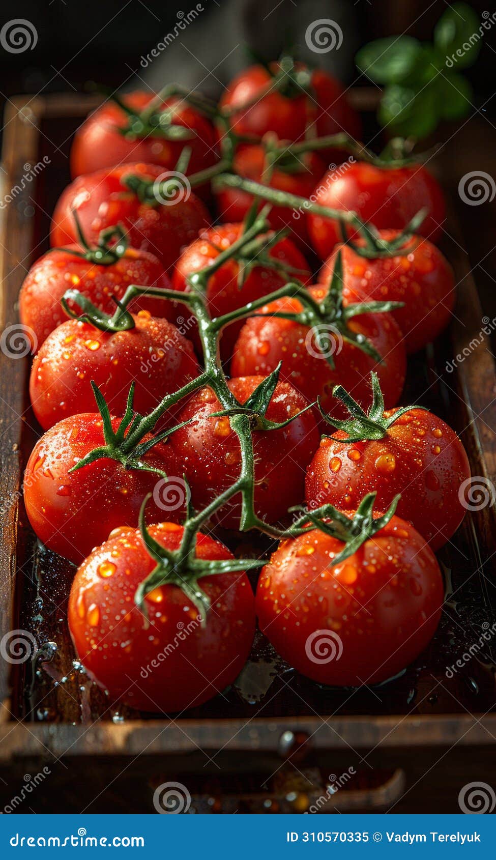 Tomatoes are Great Source of Lycopene Which is Powerful Antioxidant ...