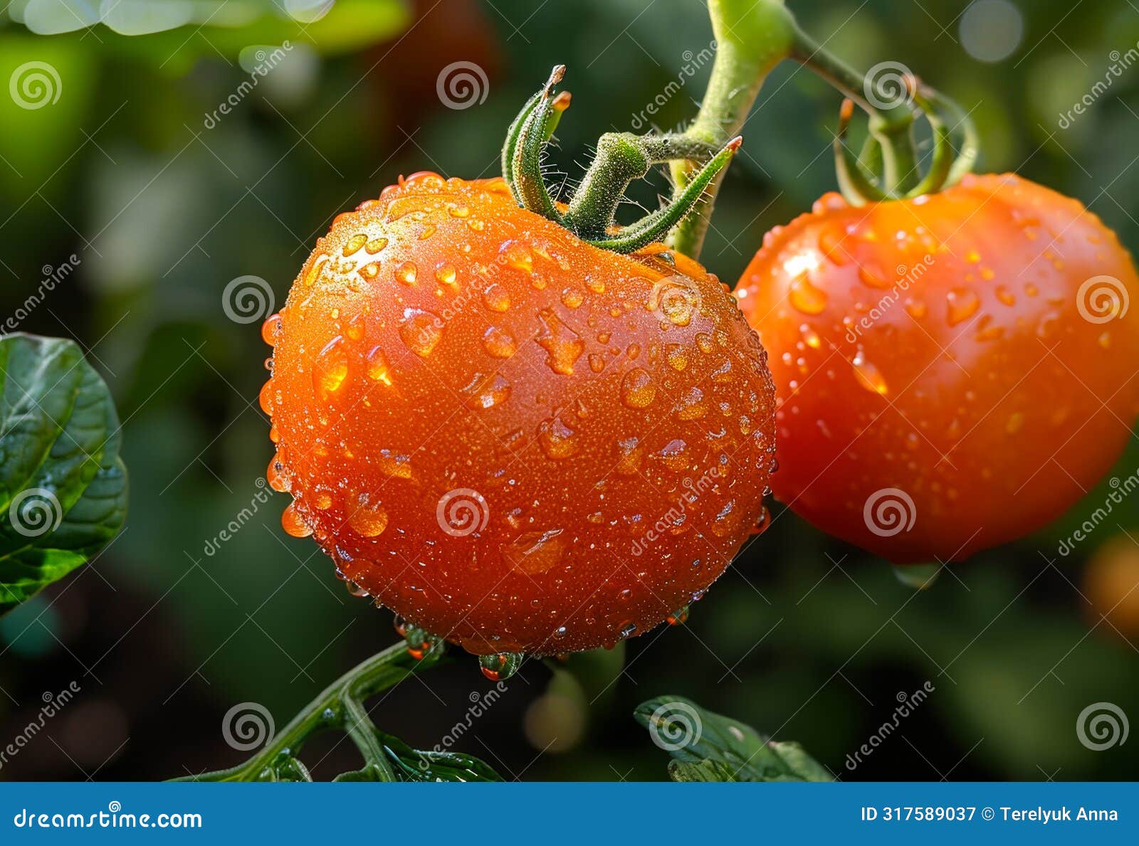 Tomatoes are Great Source of Vitamins and Minerals. a Photo of Tomato ...