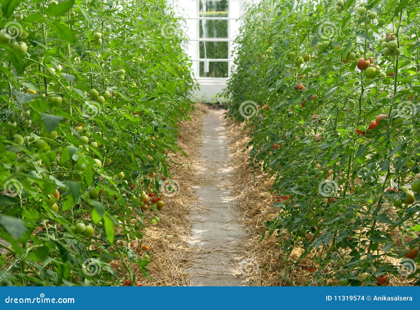 Tomatoes in a greenhouse stock photo. Image of growth - 11319574