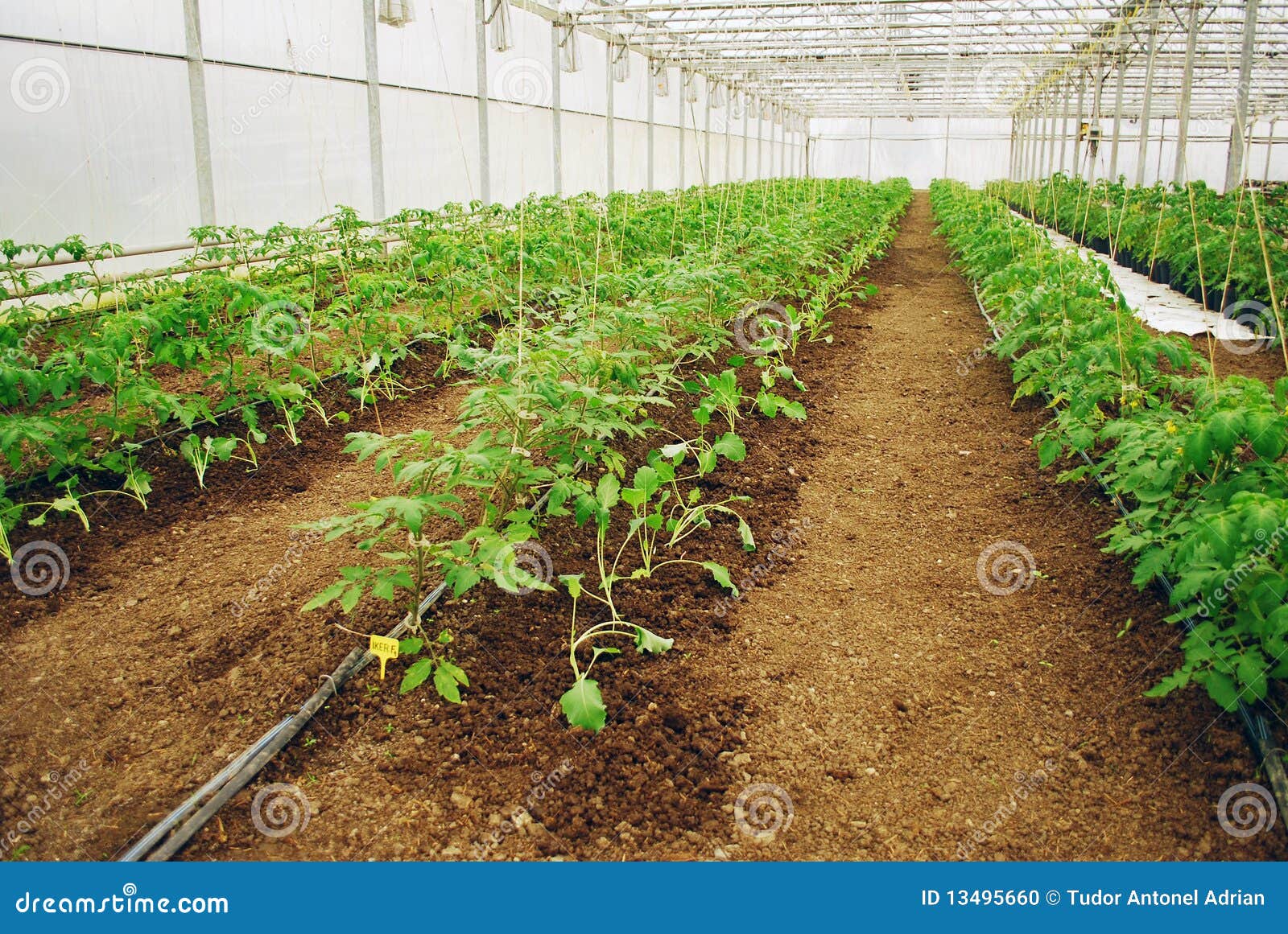 Tomatoes in a greenhouse stock photo. Image of nutrition - 13495660