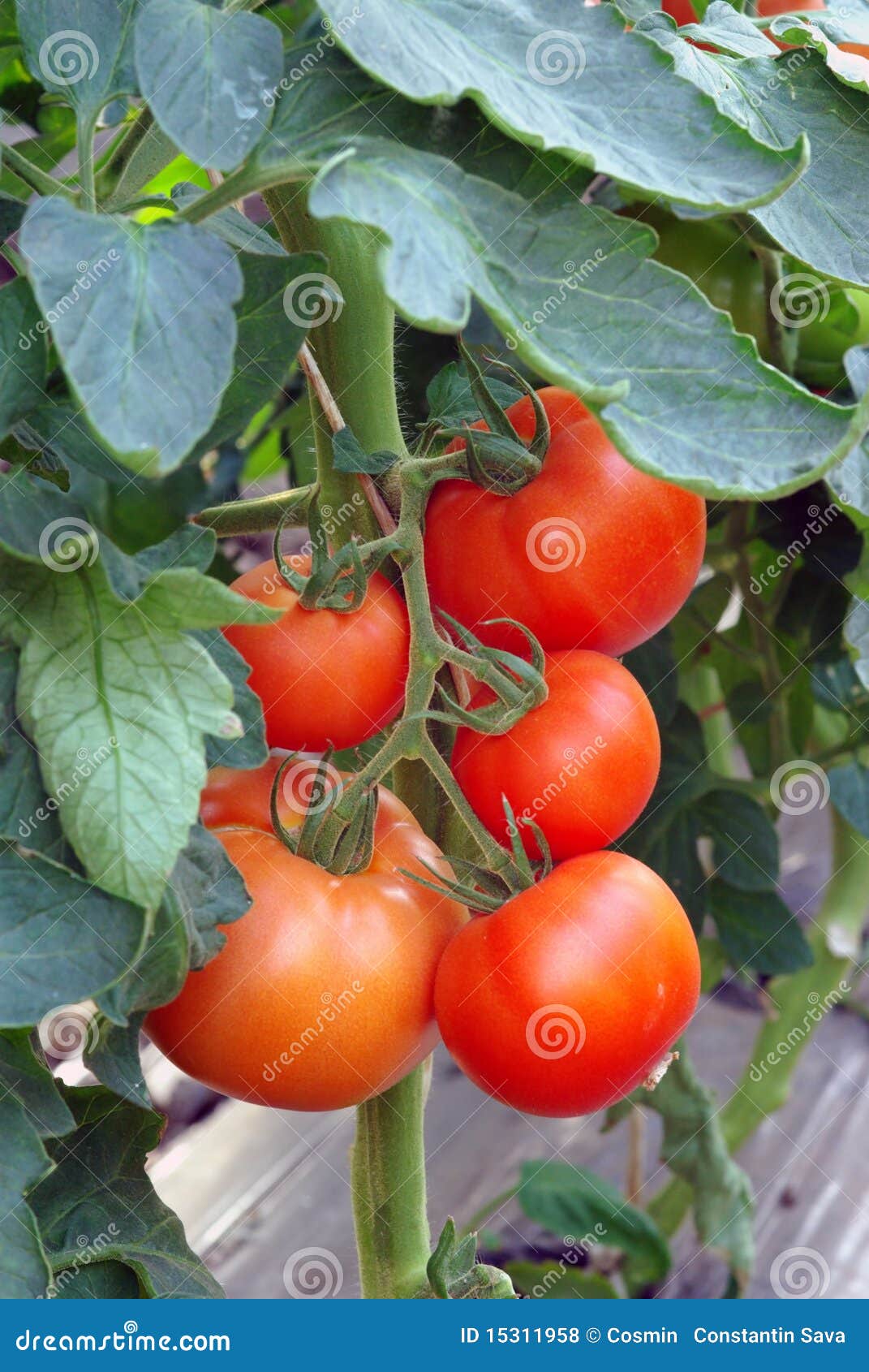 Tomatoes in greenhouse stock photo. Image of agriculture - 15311958