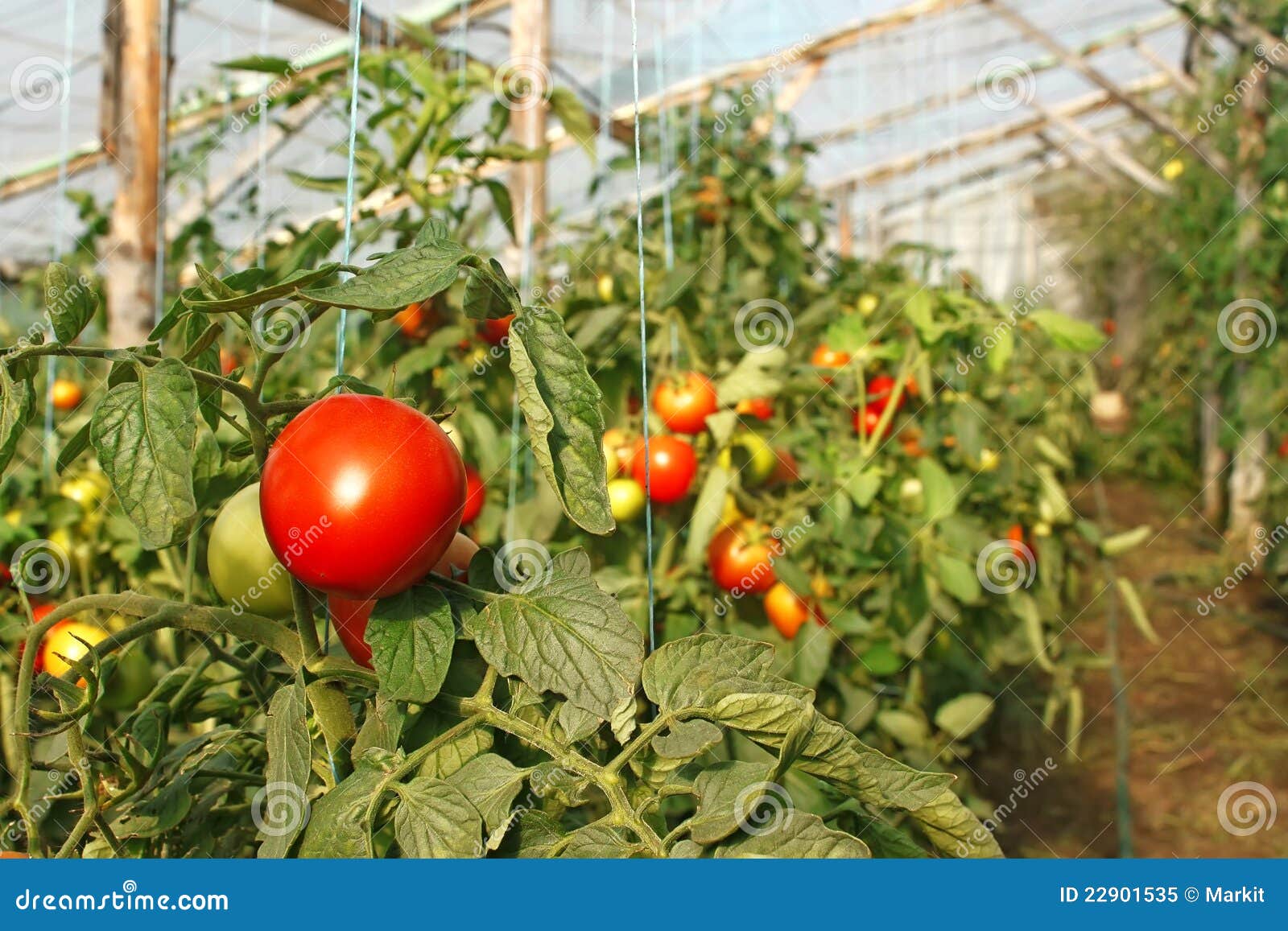 Tomatoes in greenhouse stock image. Image of diet, grow - 22901535