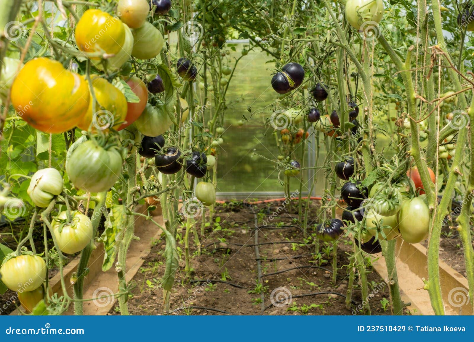 Tomatoes in the Greenhouse are Hung on a Rope Stock Image - Image of ...