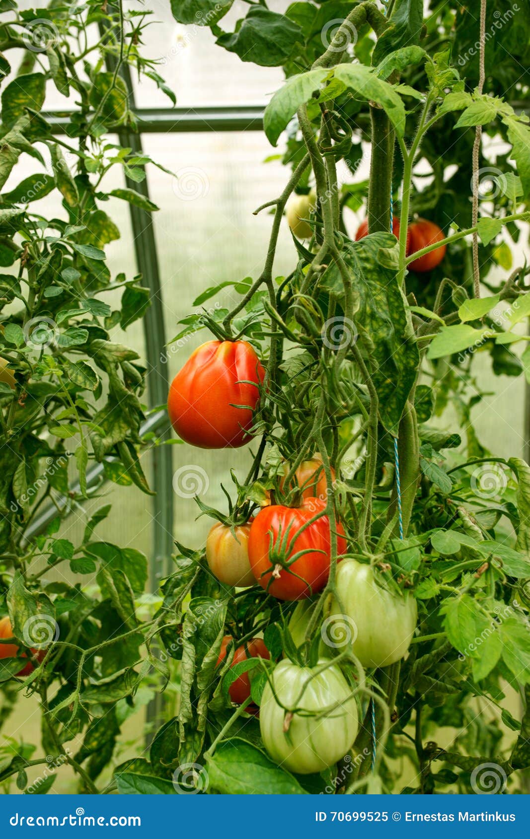 Tomatoes in greenhouse stock image. Image of fertilizer - 70699525
