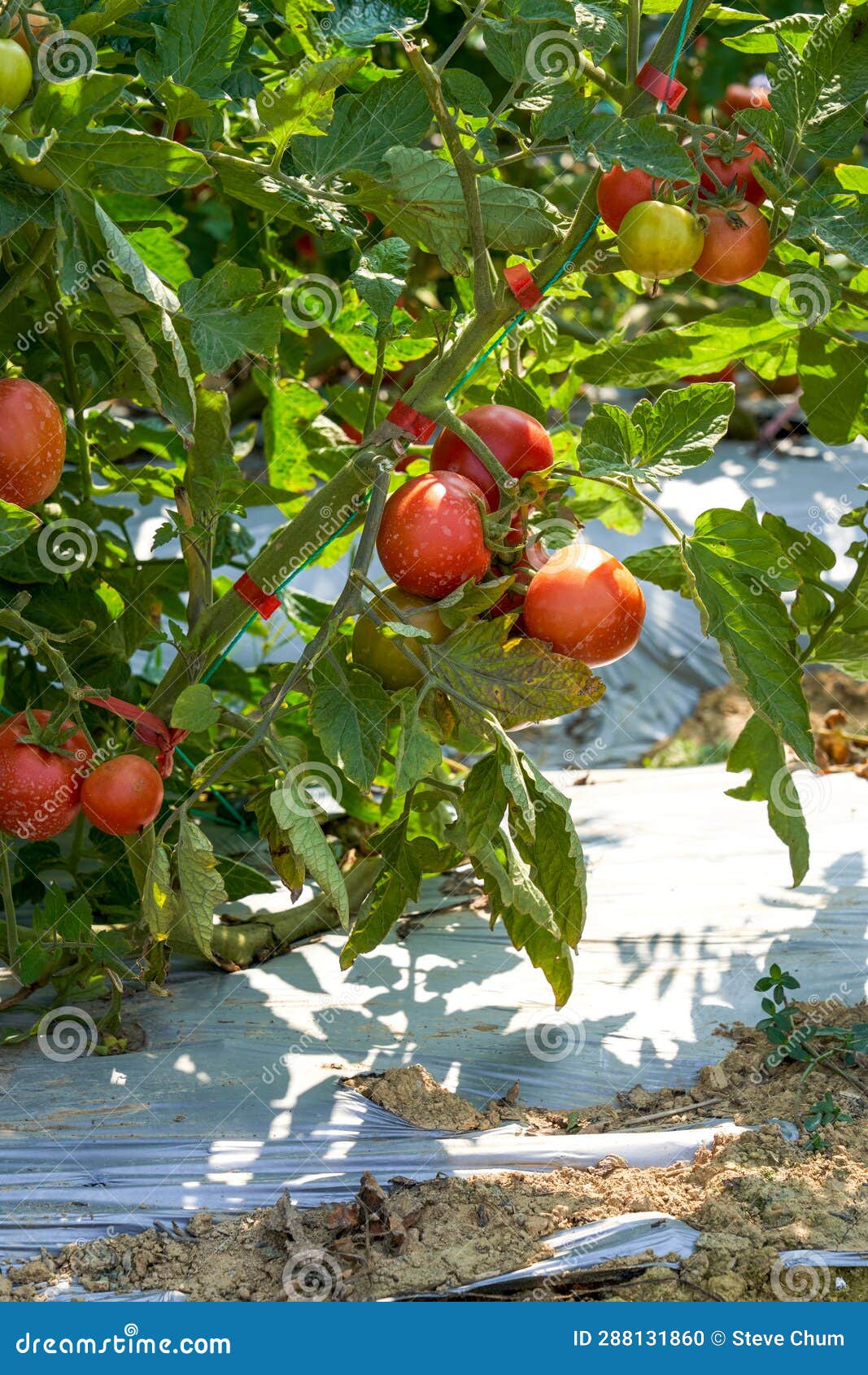 Tomatoes Growing on the Farm Outdoors Stock Photo - Image of blossom ...