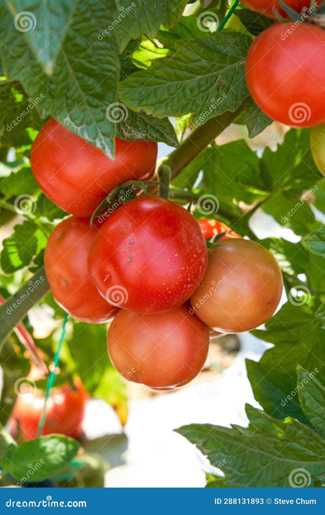 Tomatoes Growing on the Farm Outdoors Stock Image - Image of growing ...