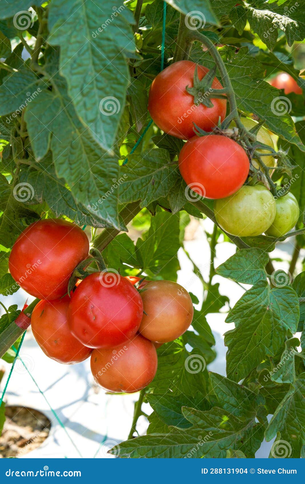 Tomatoes Growing on the Farm Outdoors Stock Photo - Image of crop ...
