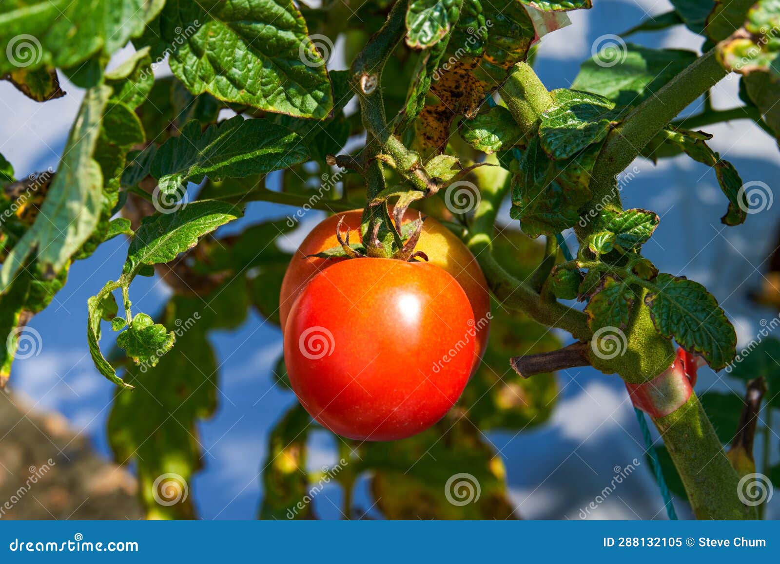 Tomatoes Growing on the Farm Outdoors Stock Image - Image of tomatoes ...