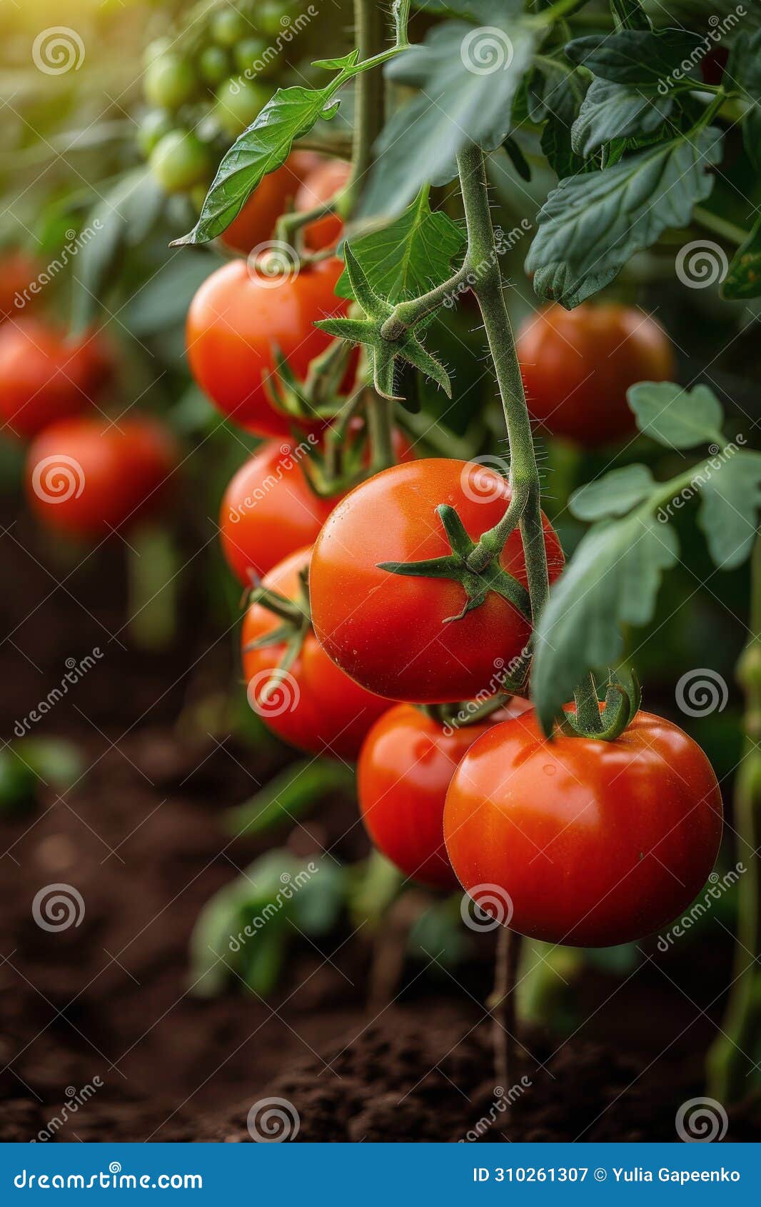 Tomatoes Growing in a Garden Stock Image - Image of plants, gardening ...