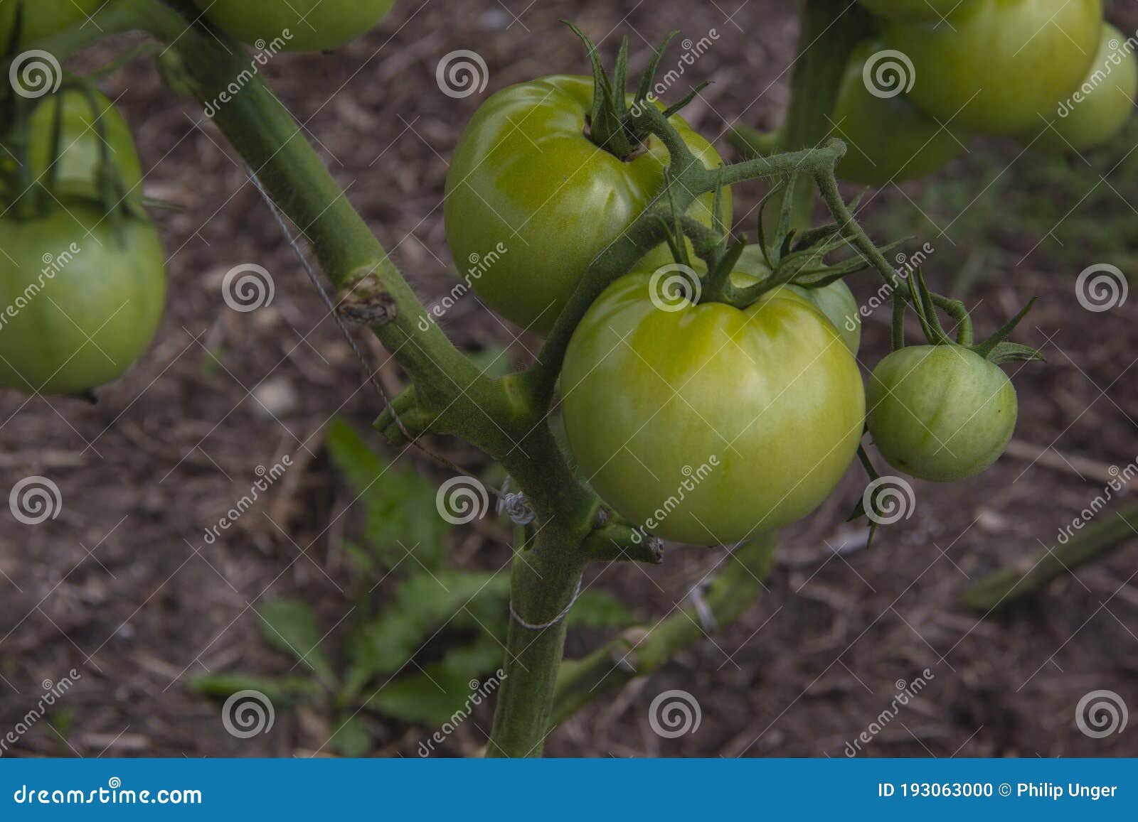 Tomatoes Growing on the Vine Stock Photo - Image of gardening, leaf ...