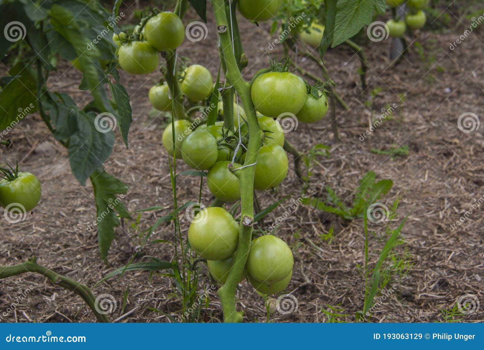 Tomatoes Growing on the Vine Stock Image - Image of gardening ...