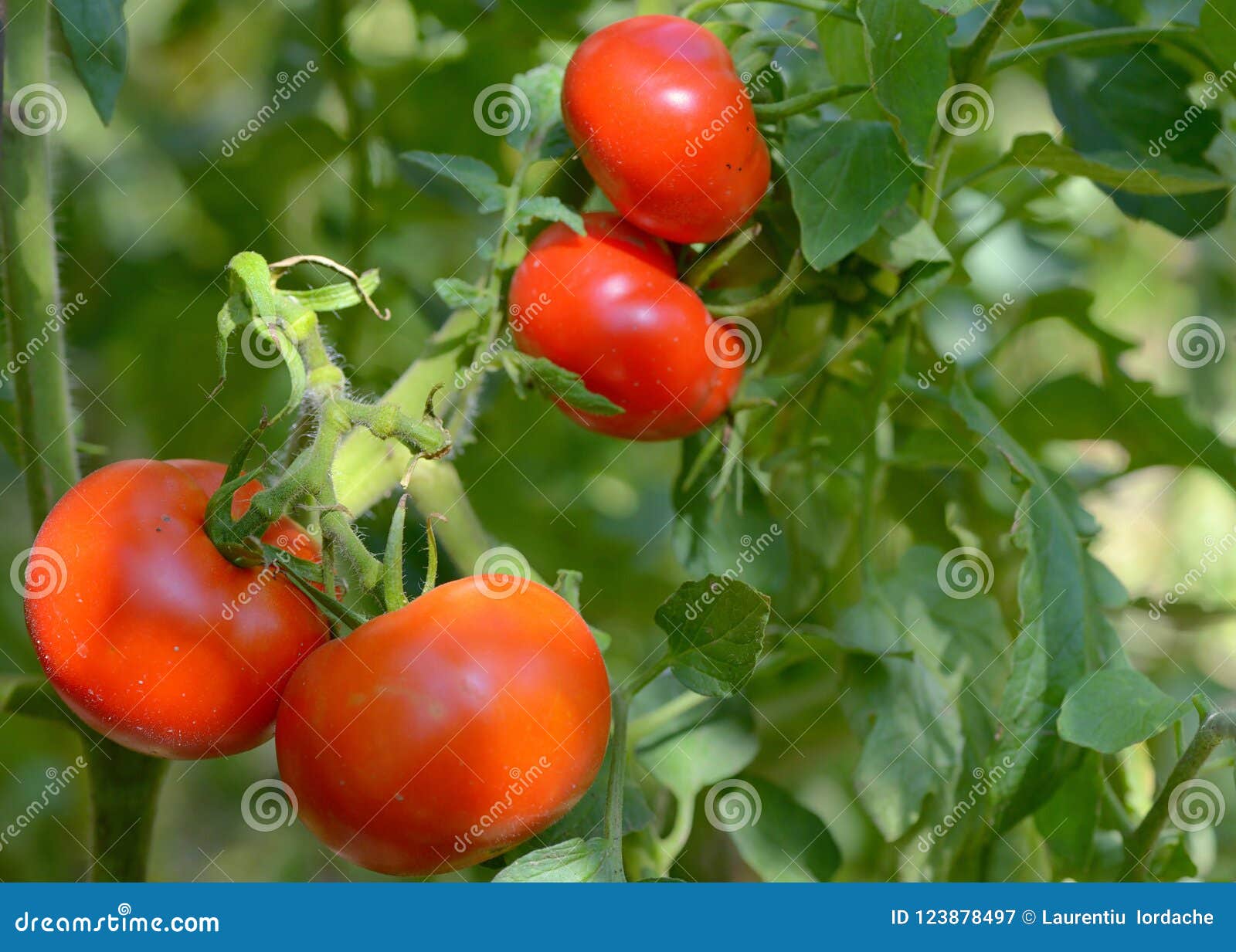 Tomatoes Growing on the Vine Stock Image - Image of vegetables ...