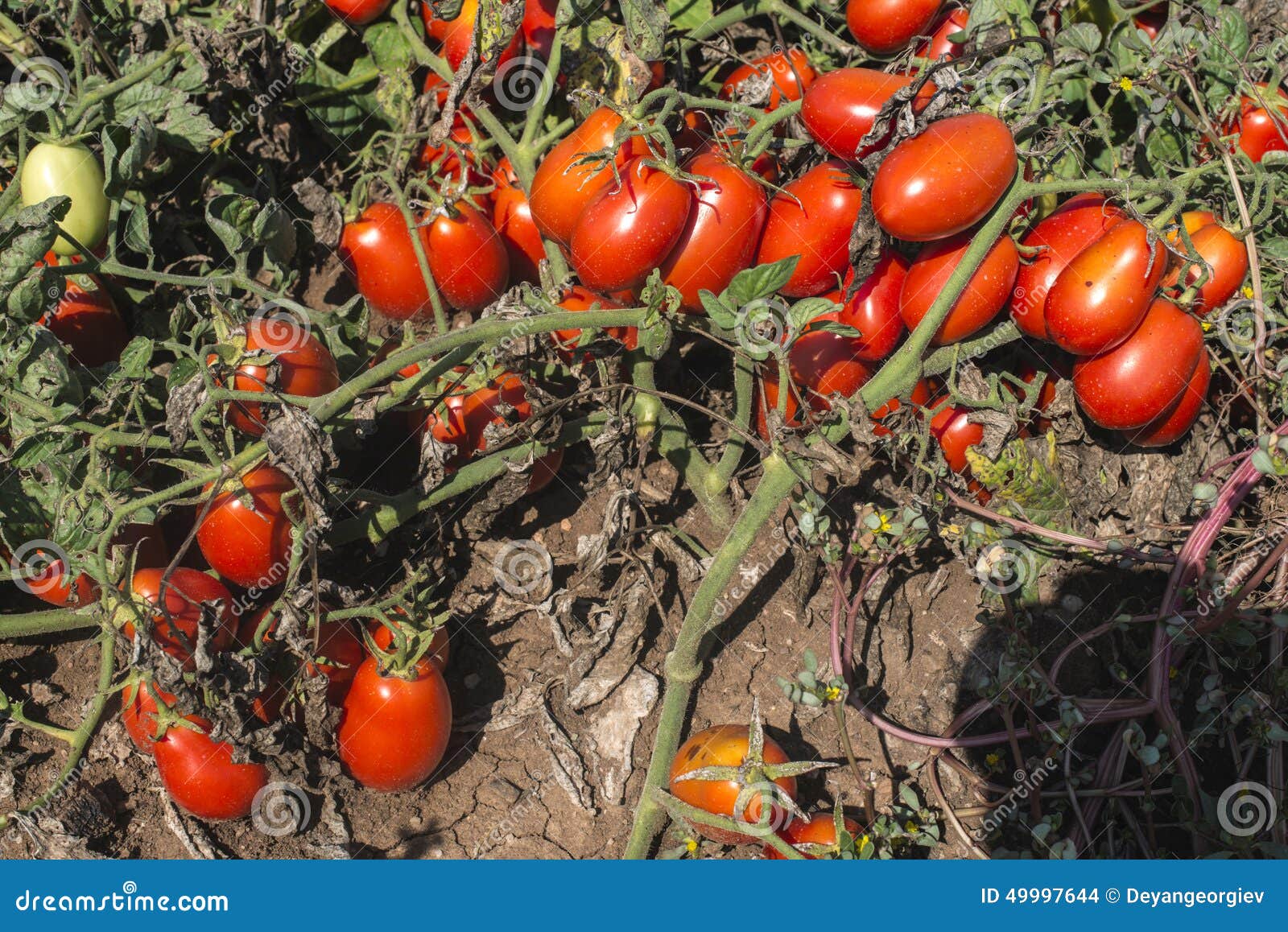Tomatoes Grown in the Field Stock Photo - Image of countryside ...