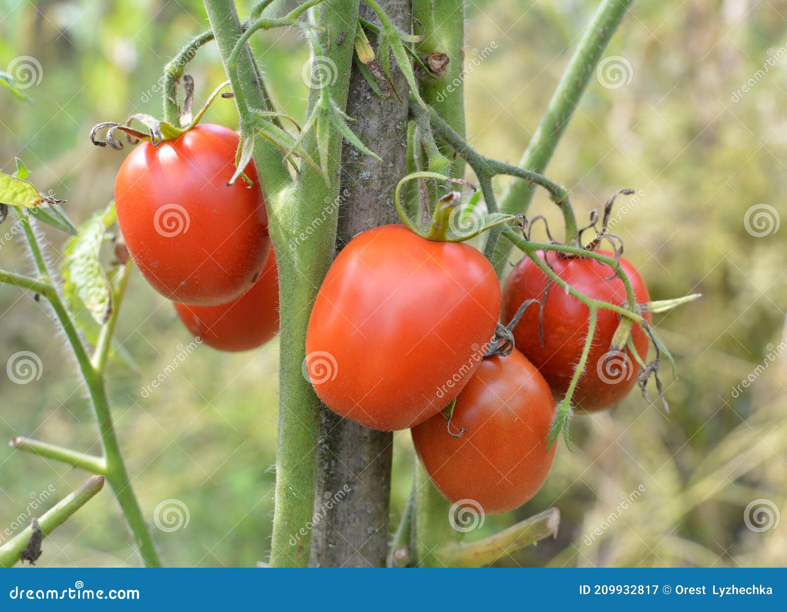 Tomatoes are Grown in the Open Ground Stock Image - Image of agronomy ...