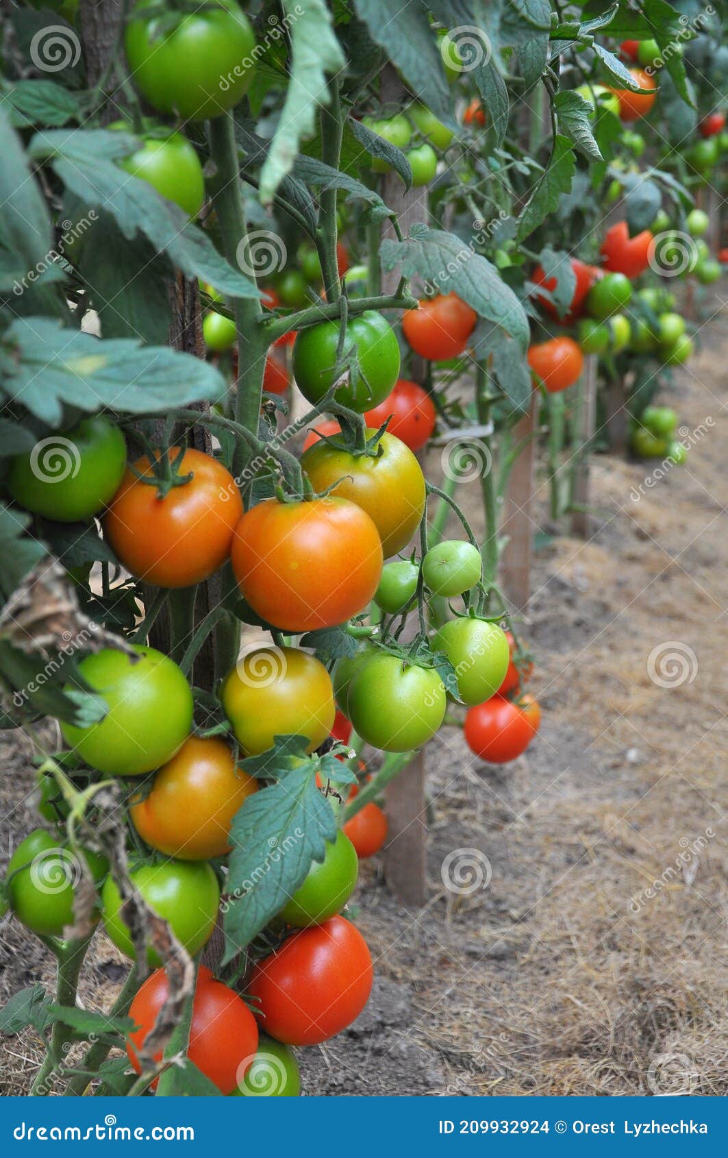 Tomatoes are Grown in the Open Ground Stock Photo - Image of ecological ...