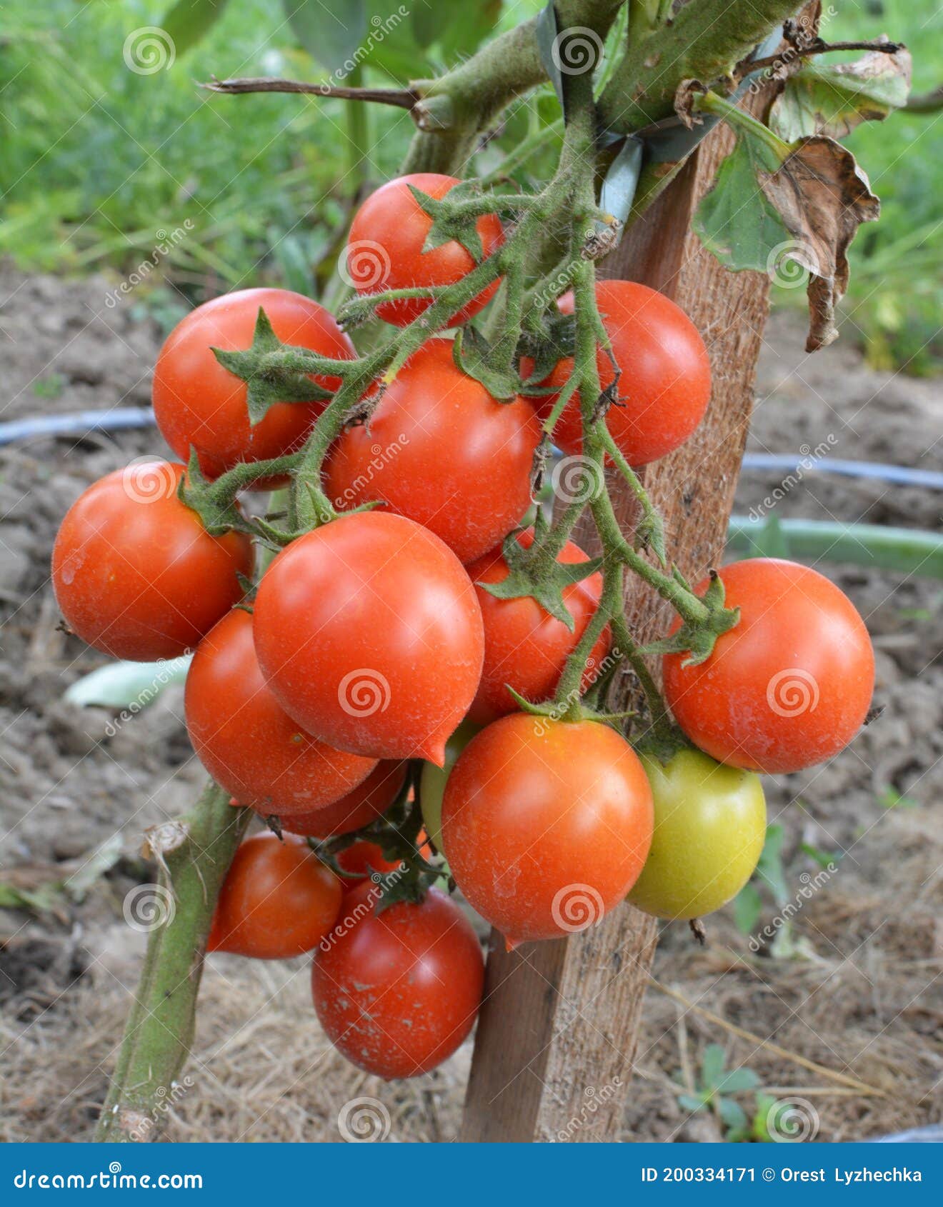 Tomatoes are Grown in the Open Ground Stock Image - Image of hybrids ...