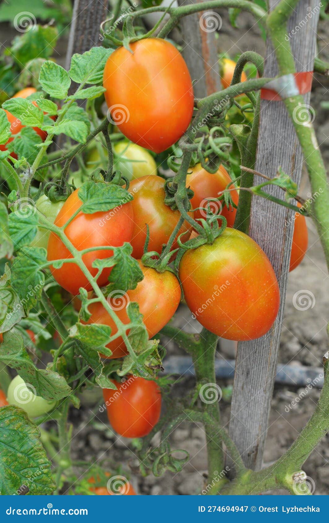 Tomatoes are Grown in the Open Ground Stock Image - Image of nature ...