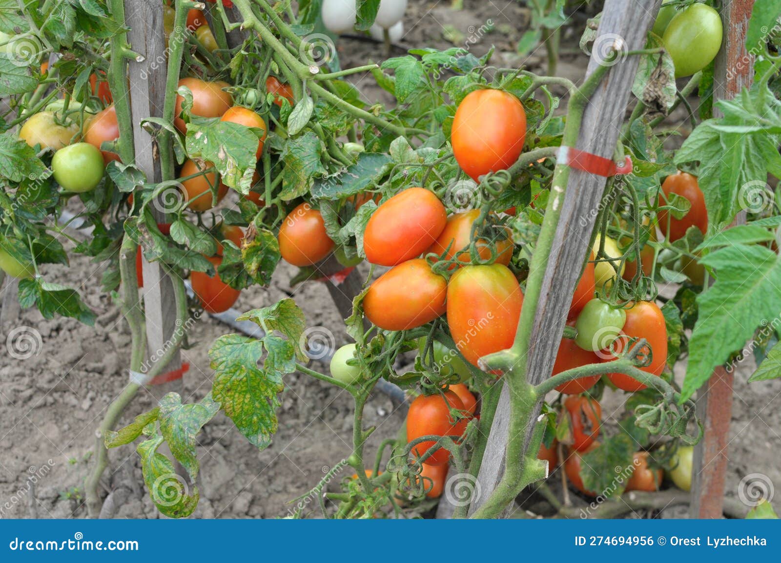 Tomatoes are Grown in the Open Ground Stock Photo - Image of garden ...