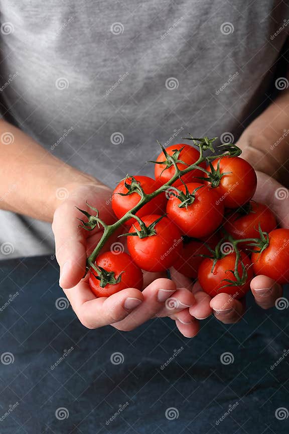 Tomatoes in human hands stock photo. Image of hand, salad - 74460524
