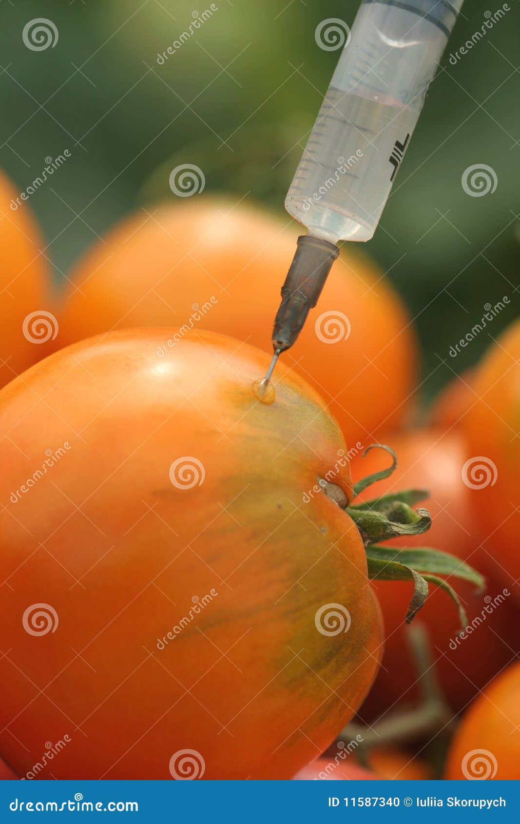 Tomatoes injection stock photo. Image of chemistry, laboratory - 11587340