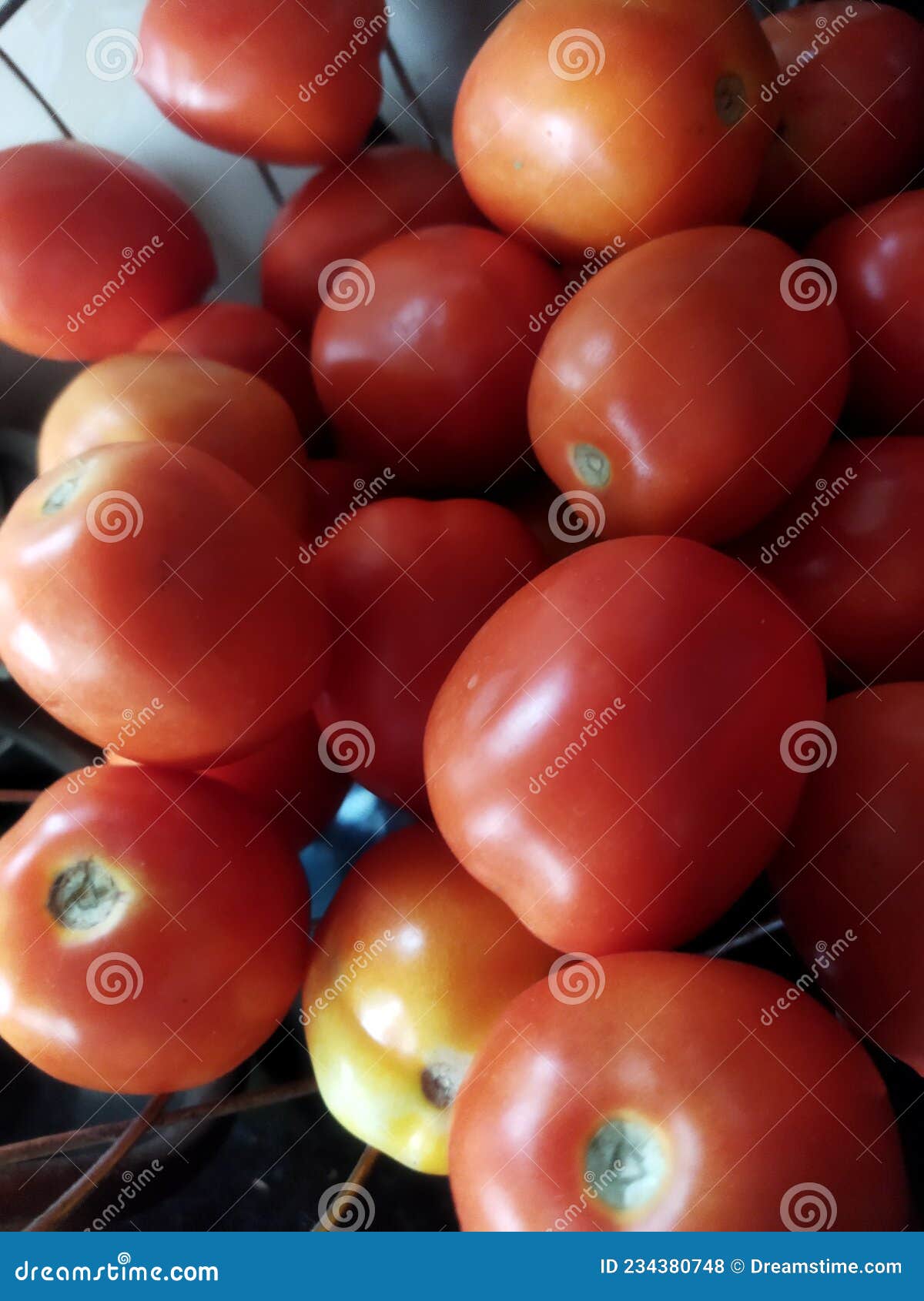 Tomatoes Just Harvested Loaded At Gondola Trailer To Be Towed By ...