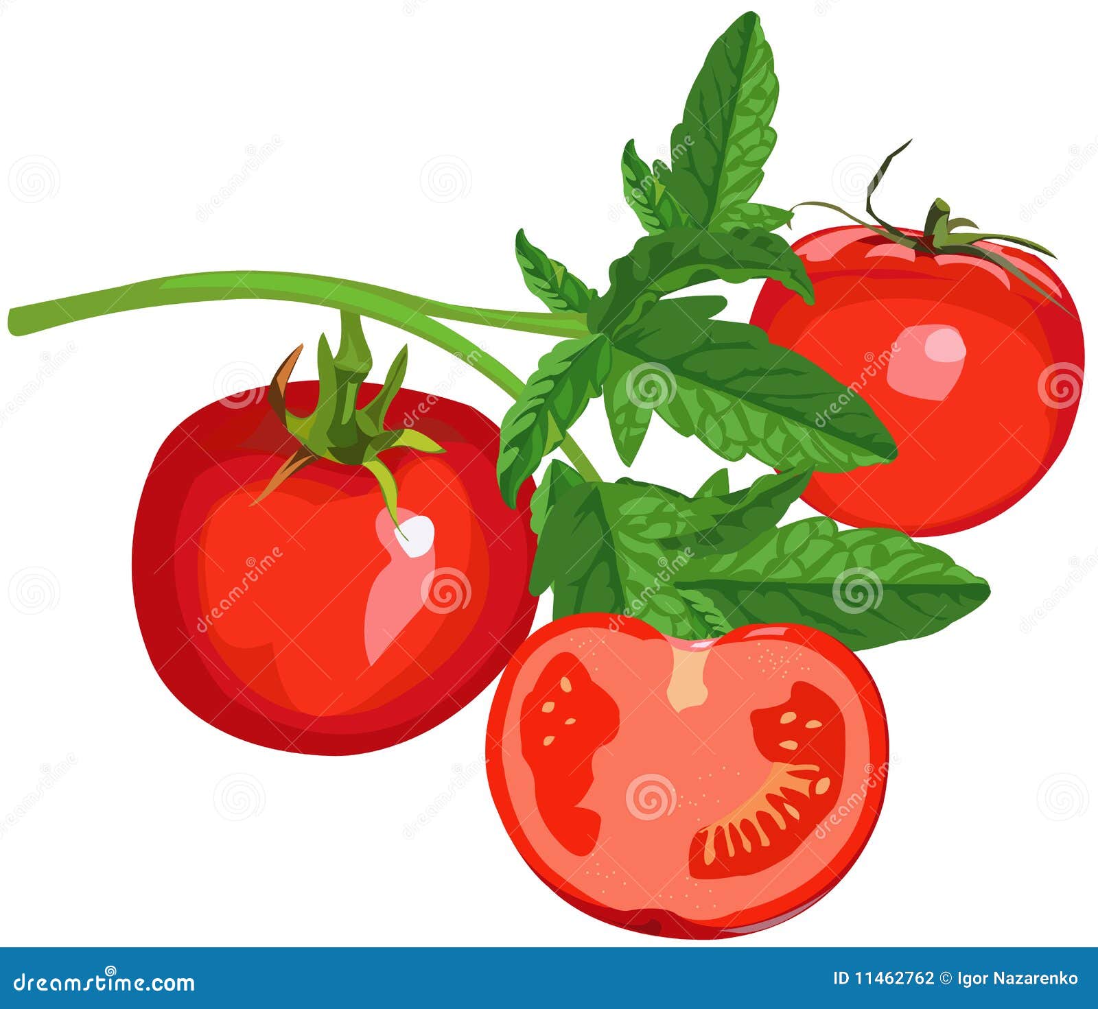 Tomatoes with leaves stock vector. Illustration of realistic - 11462762