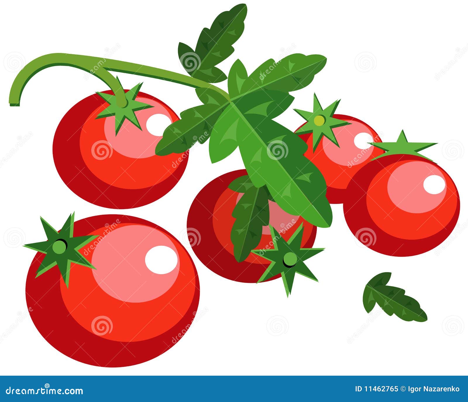 Tomatoes with leaves stock vector. Illustration of snack - 11462765